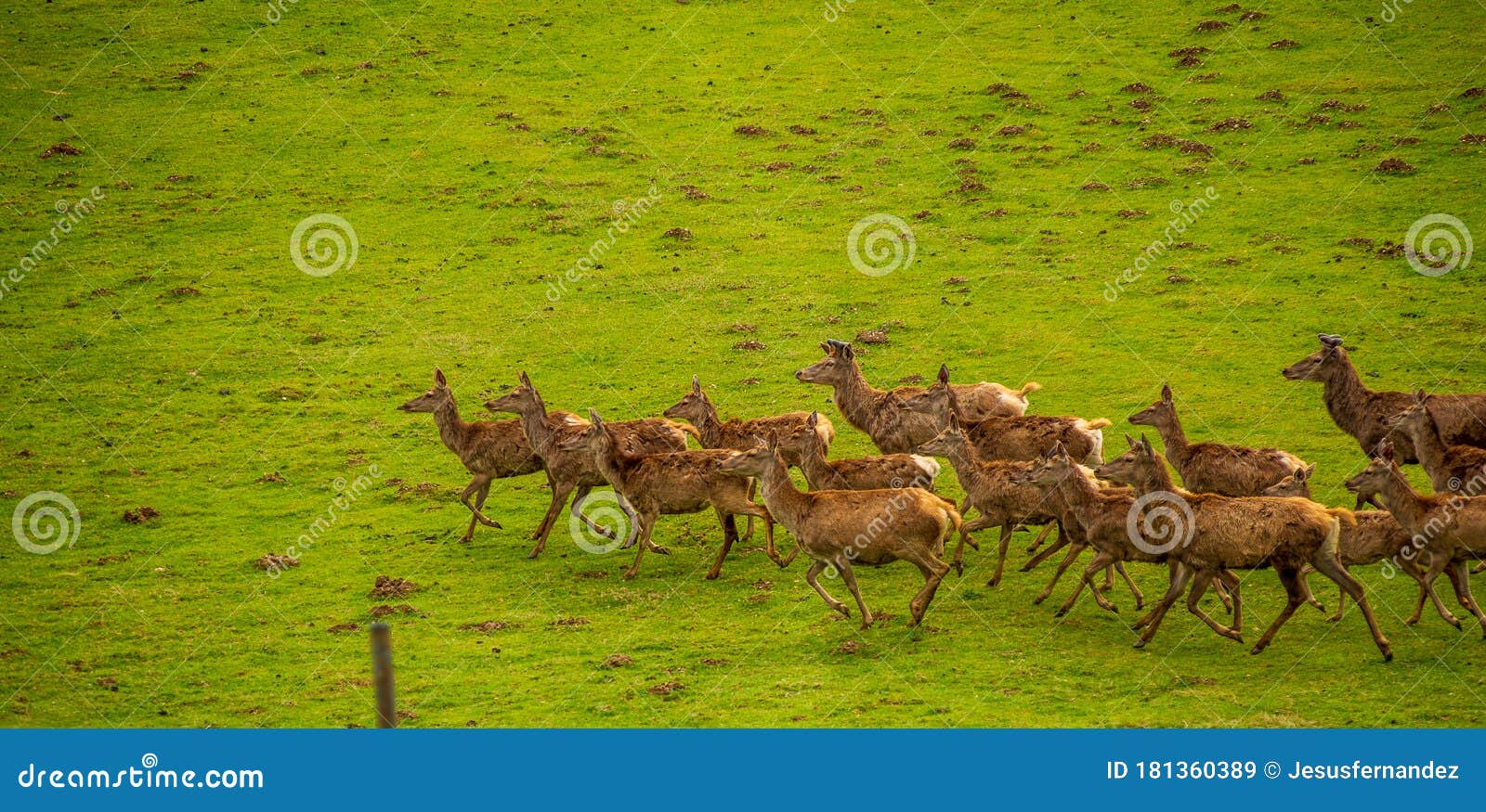 Deers in a field stock image. Image of lush, fawn, herbivore - 181360389
