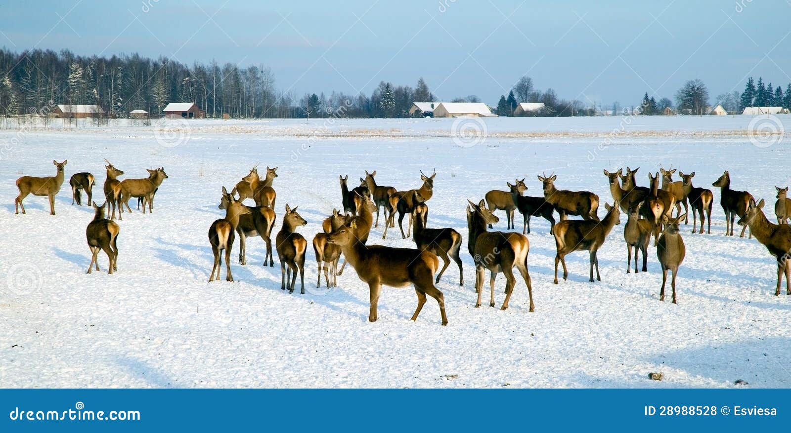 A deer herd in winter stock photo. Image of hunting, cold - 28988528