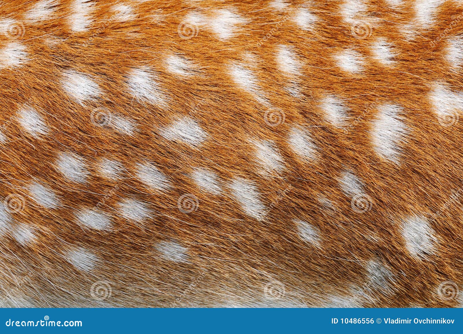 Deer Hide Texture