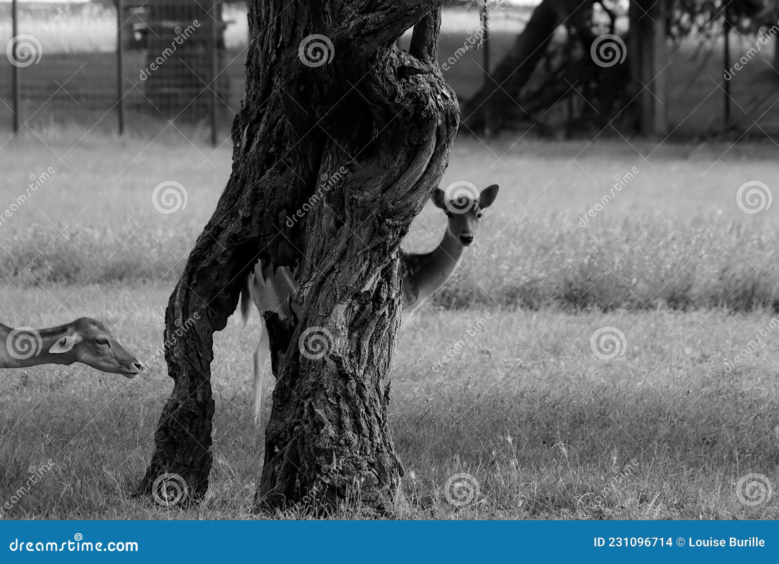 Deer Hiding Behind a Tree in Black and White Stock Photo - Image of ...