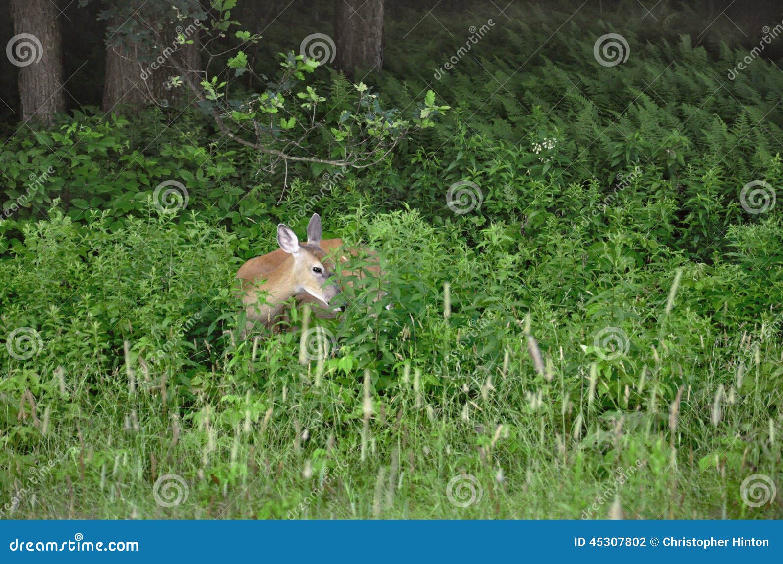 Deer in Hiding stock photo. Image of nature, wildlife - 45307802