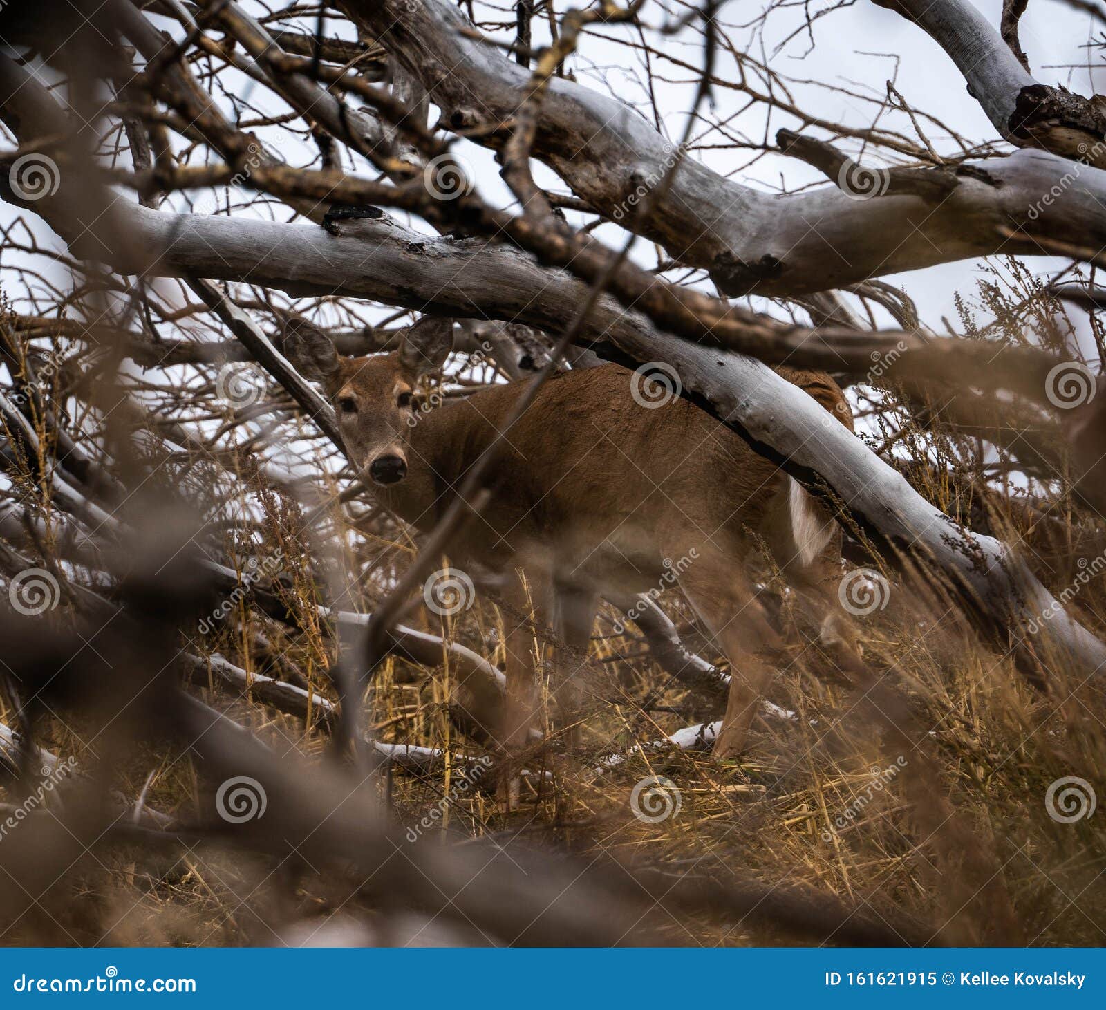 Deer hiding in forest. stock image. Image of trees, winter - 161621915