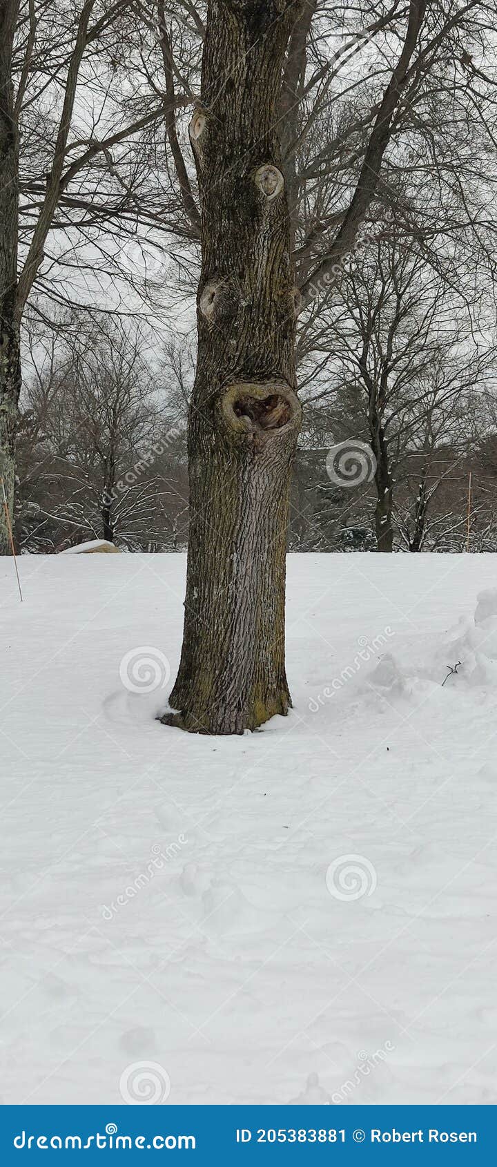 Deer Hiding in Tree stock image. Image of deer, blizzard - 205383881