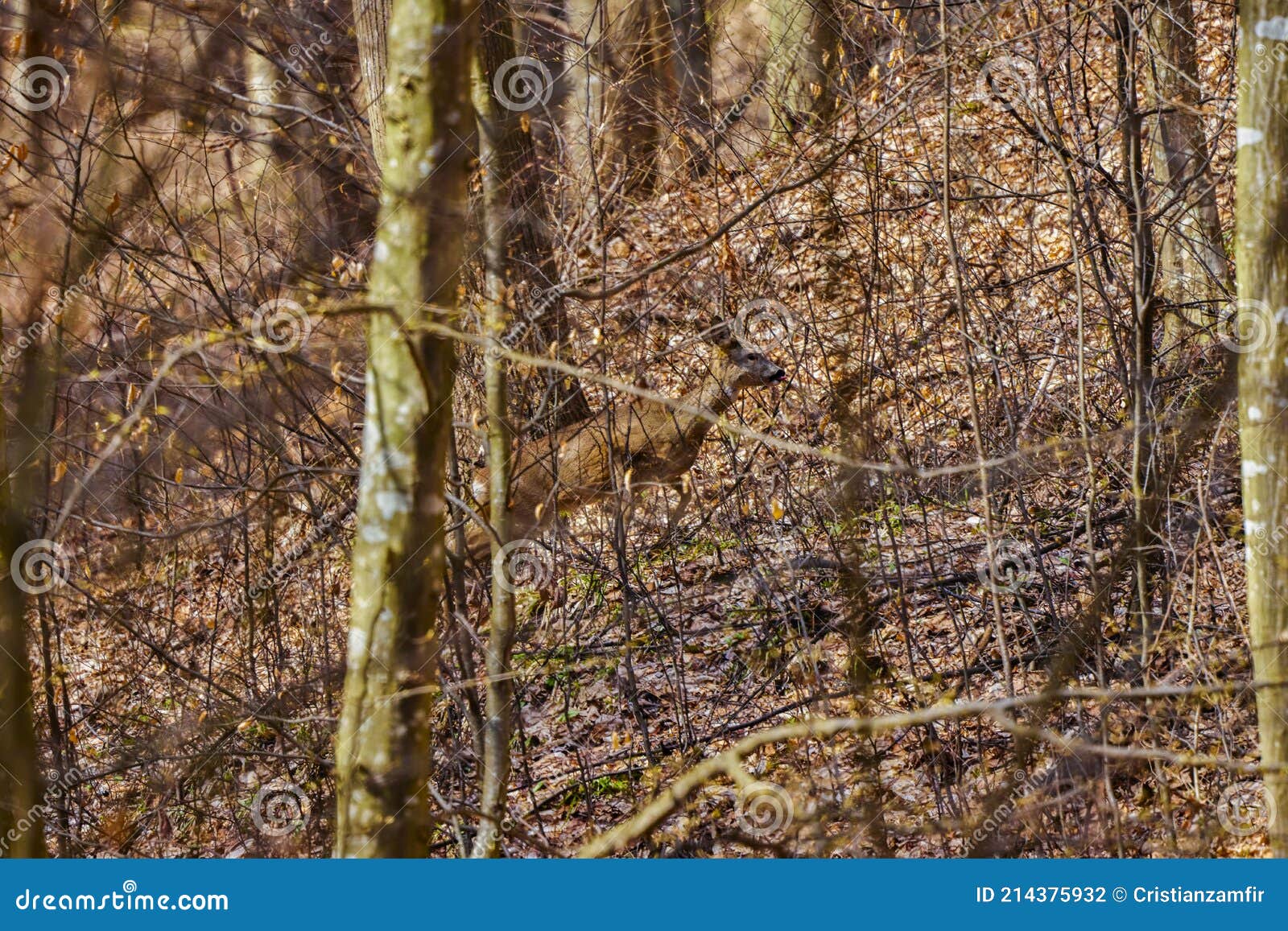 A deer hiding in the woods stock photo. Image of camouflaged - 214375932