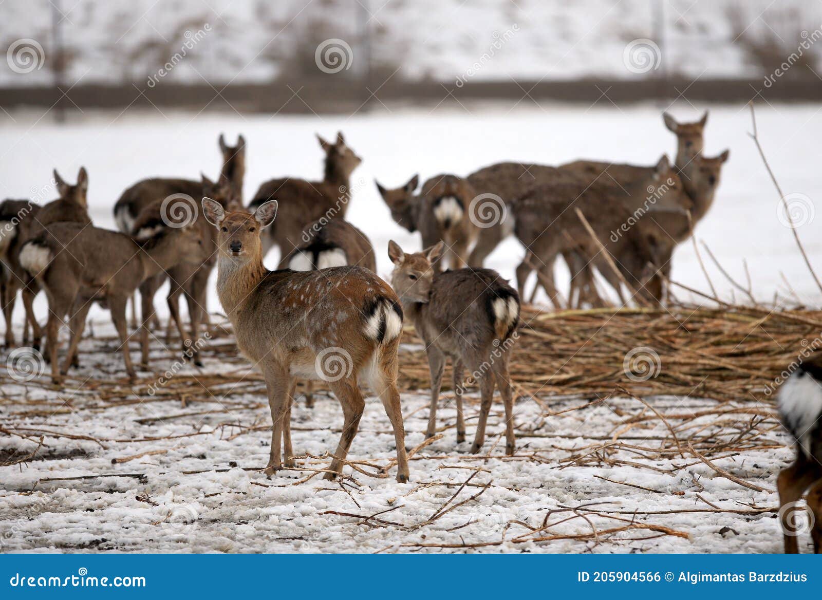 Deer and Hind in Winter, Lithuania Stock Photo - Image of hunt, male ...