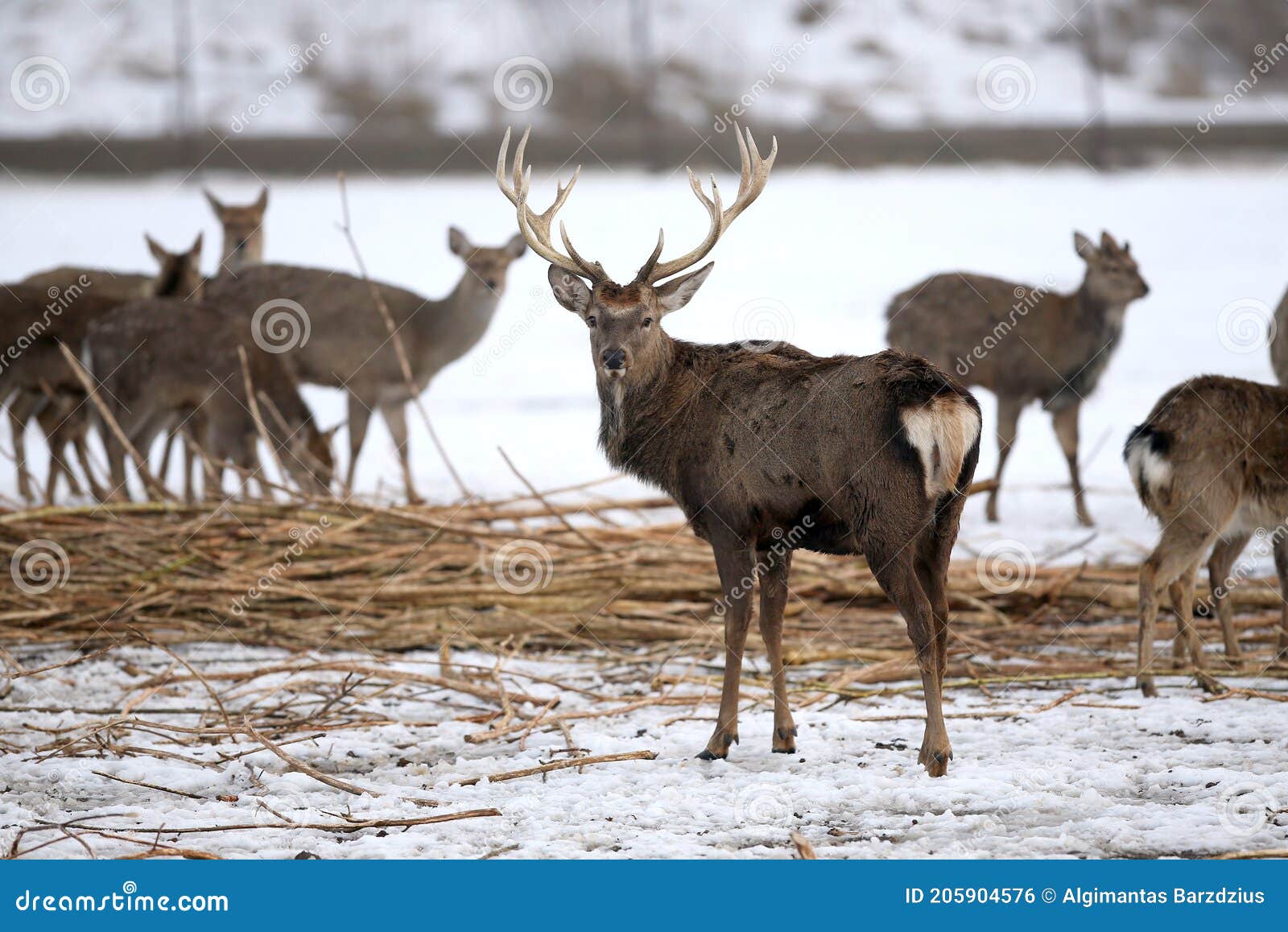 Deer and Hind in Winter, Lithuania Stock Photo - Image of hunt, habitat ...