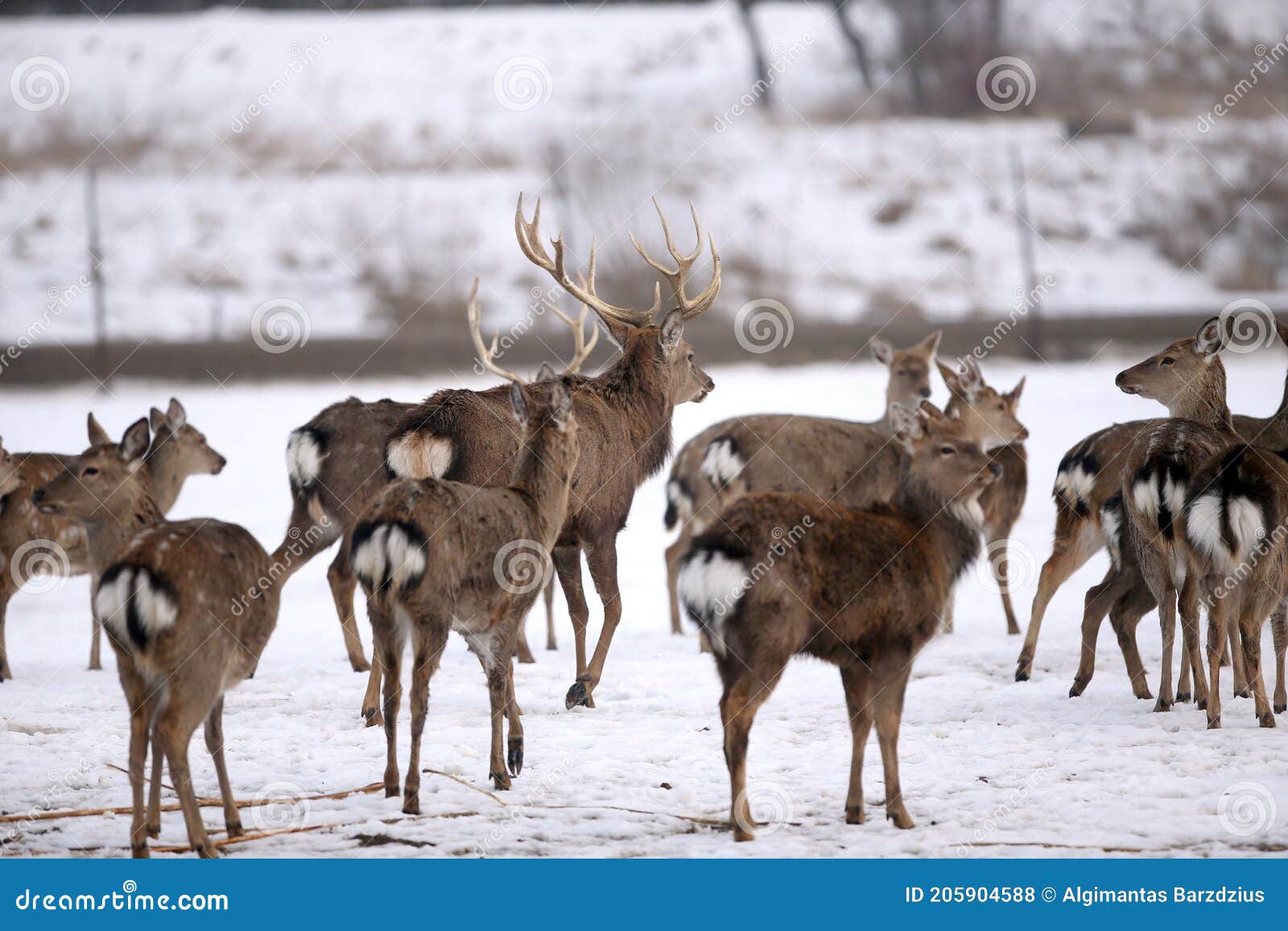 Deer and Hind in Winter, Lithuania Stock Photo - Image of mammal ...