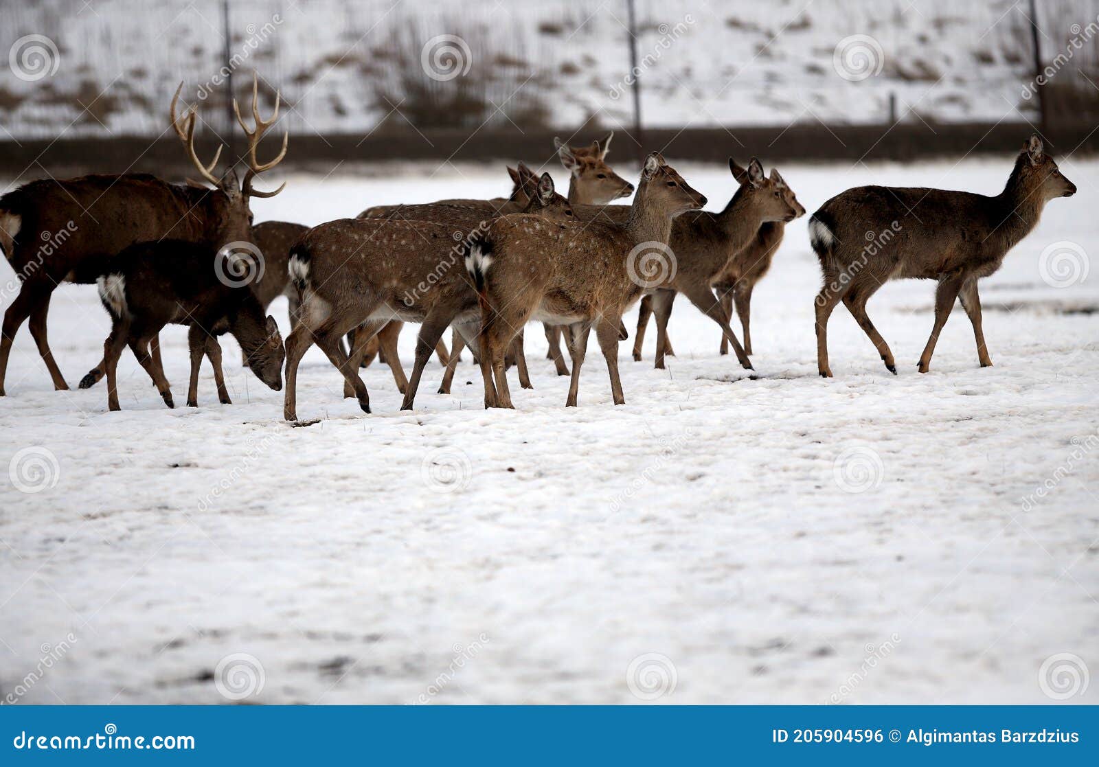 Deer and Hind in Winter, Lithuania Stock Photo - Image of habitat ...