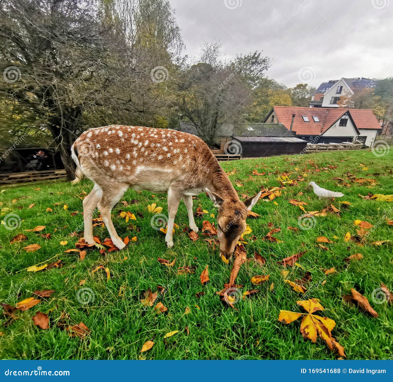 Deer at home stock photo. Image of deer, estate, grass - 169541688