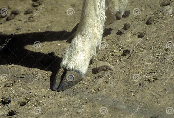 Deer hoof stock photo. Image of ground, animal, forward - 21194520