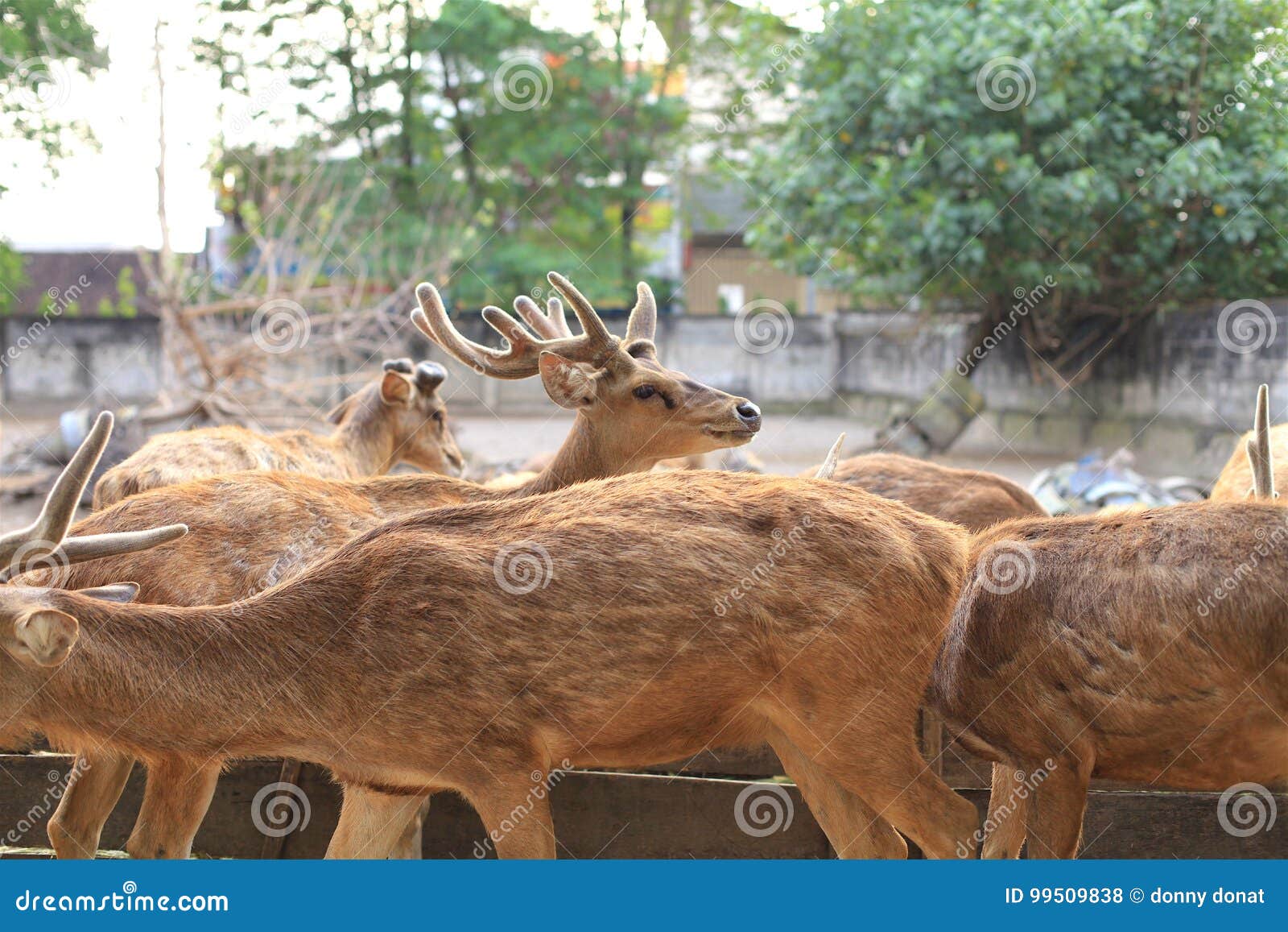 Deer stock photo. Image of planted, hordes, animal, family - 99509838
