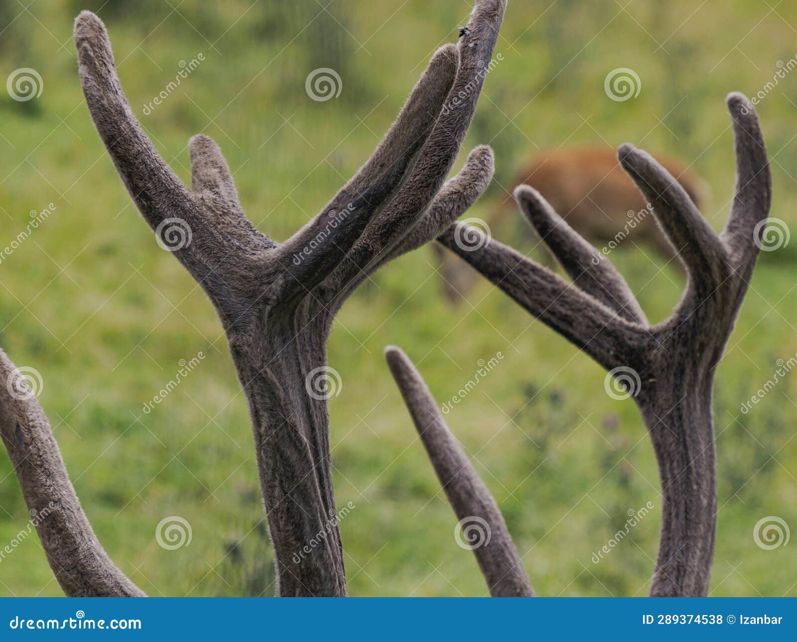 Deer Horn Detail on Grass Background in Dolomites Stock Photo - Image ...