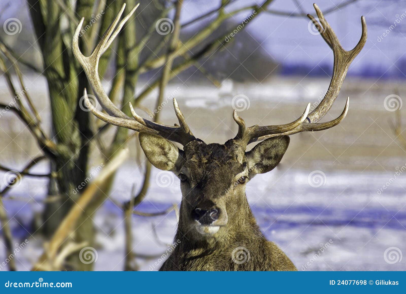 Deer with horns stock photo. Image of nature, deer, male - 24077698