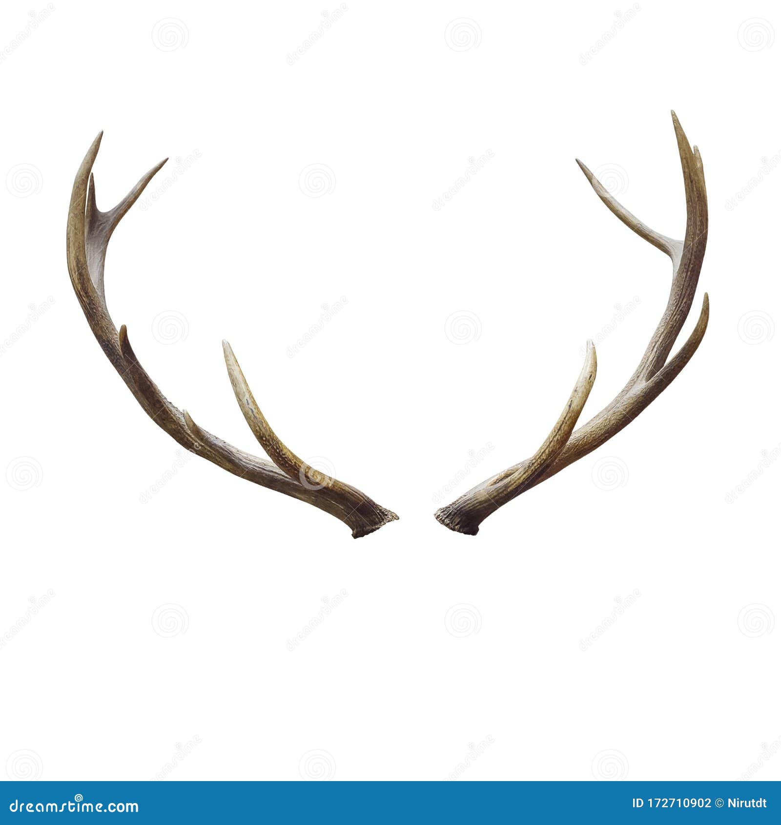 Deer horns stock photo. Image of hunting, horns, nature - 172710902
