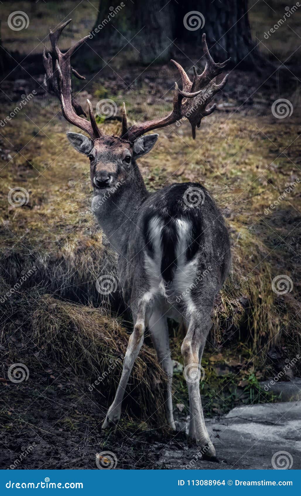 Deer with Horns in the Forest Stock Photo - Image of buck, majestic ...