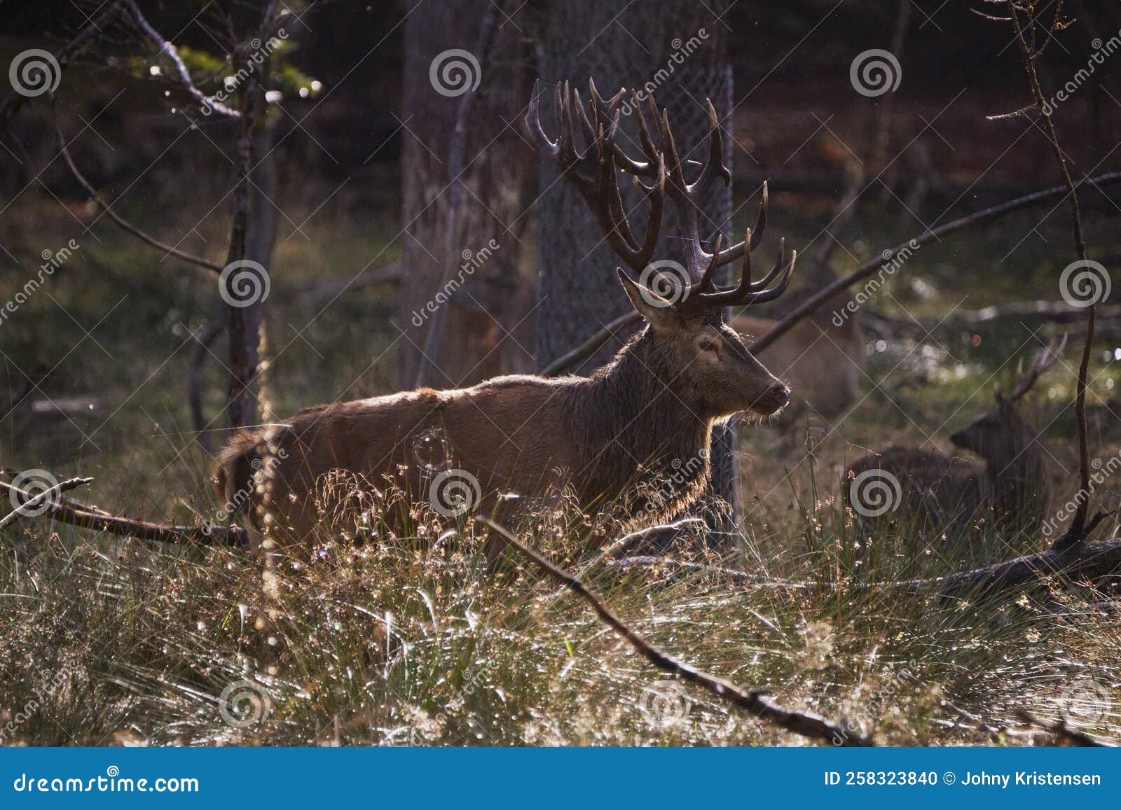 Deer with Huge Antlers in Fall Stock Photo - Image of trees, cute ...