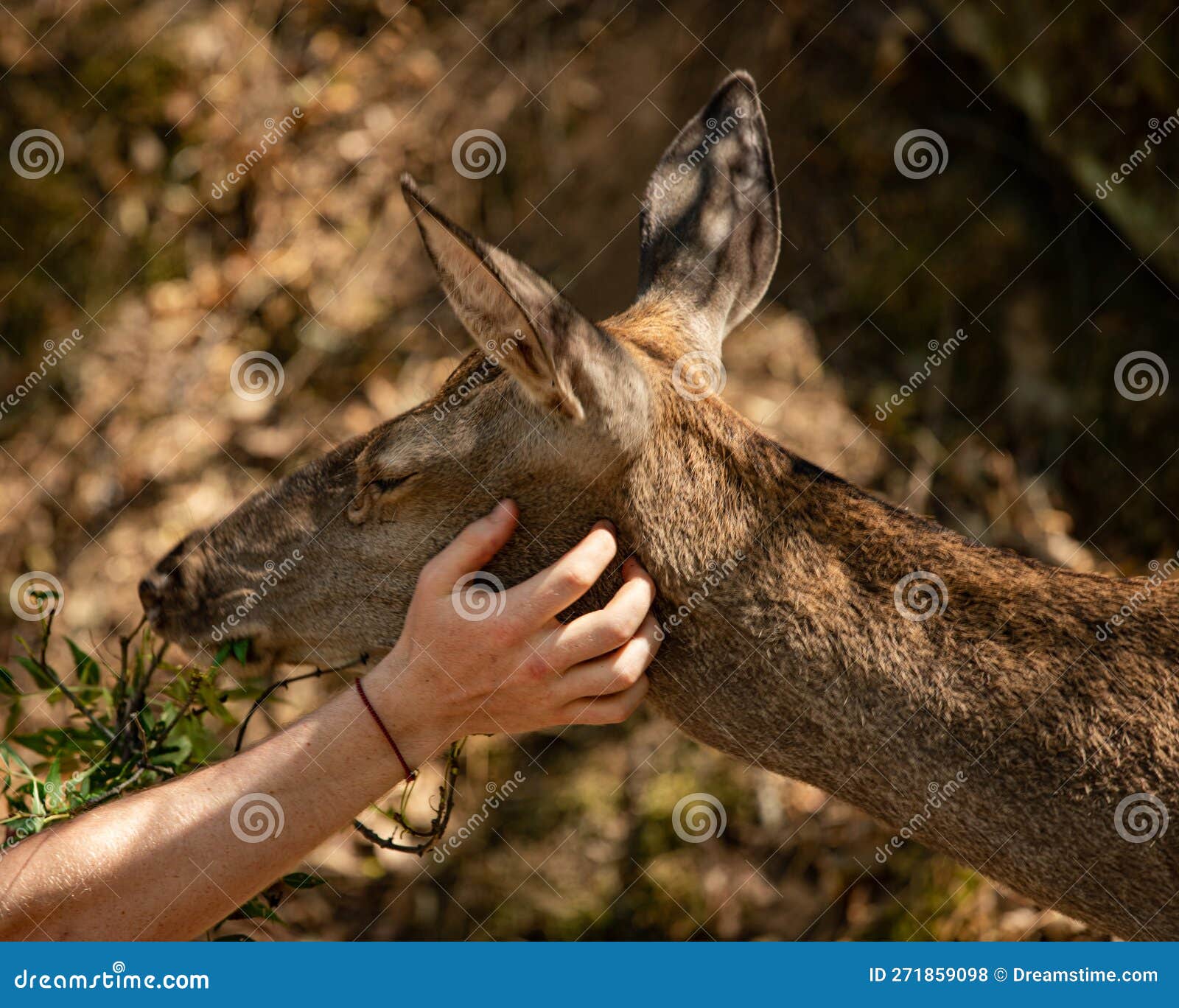A Deer with a Human Hand is Petting a Deer. Stock Photo - Image of ...