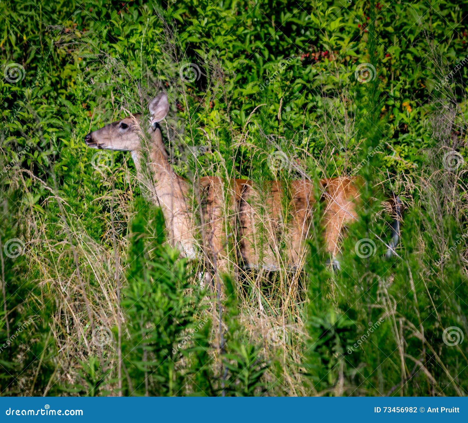 Deer Hunt stock photo. Image of wildlife, deer, nature - 73456982