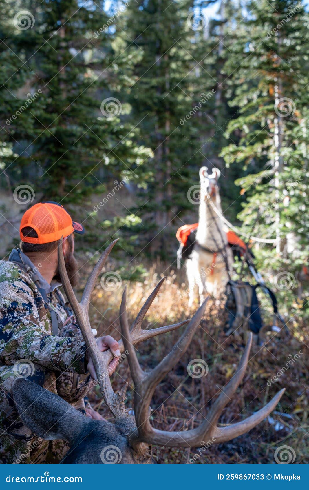 Deer Hunter with the Antler Rack Looks Back at His Pack Llama, As it ...