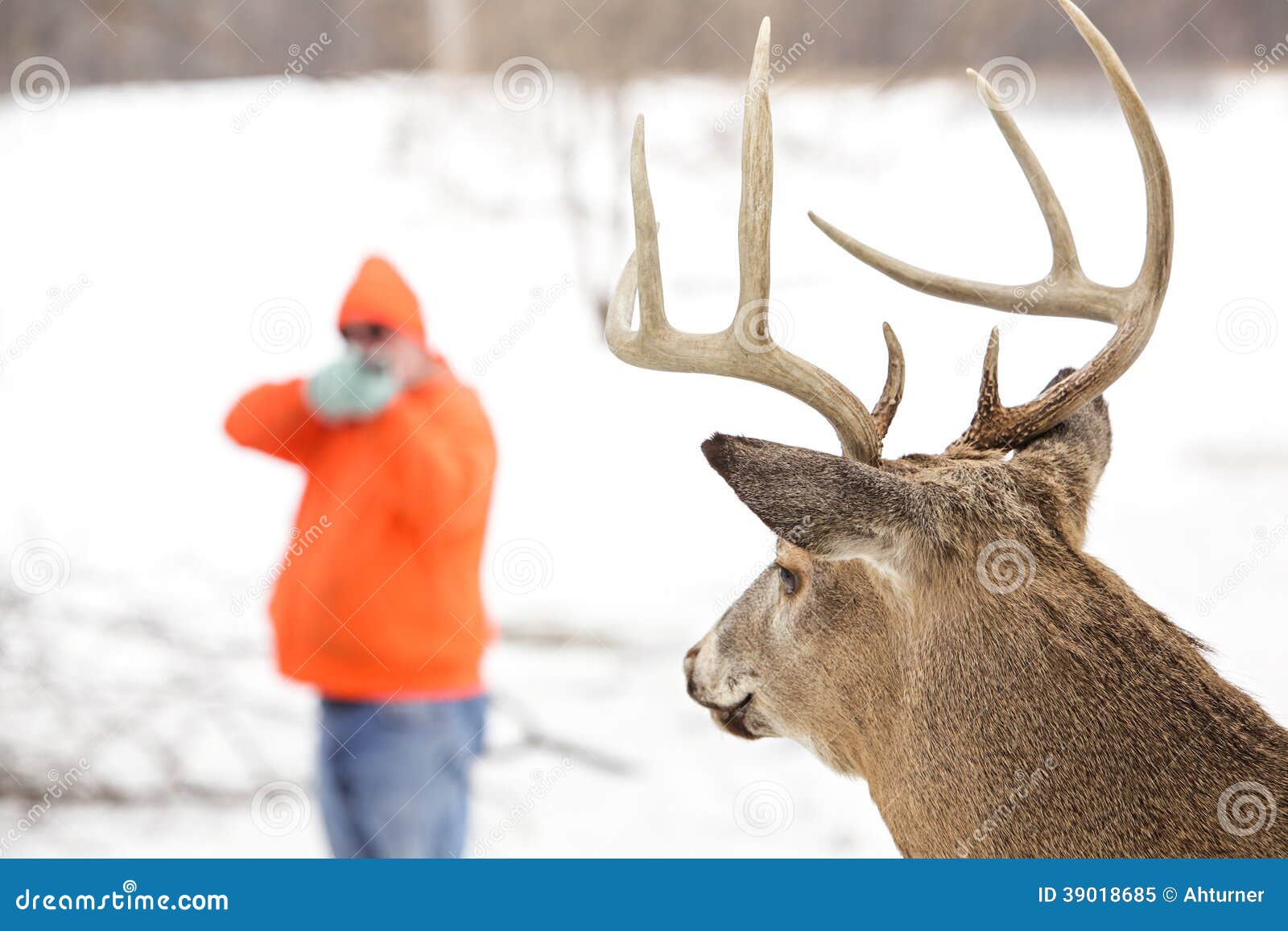 Deer Hunter Taking Aim at a Whitetail Deer Stock Image - Image of ...