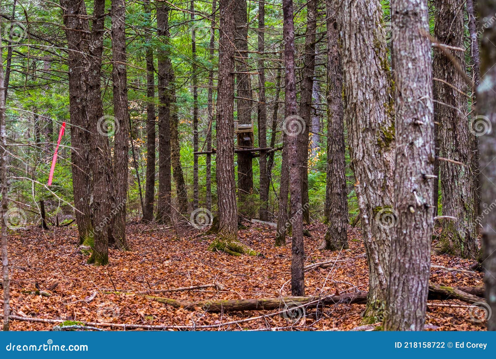 Deer Hunting Tree Stand stock photo. Image of tower - 218158722