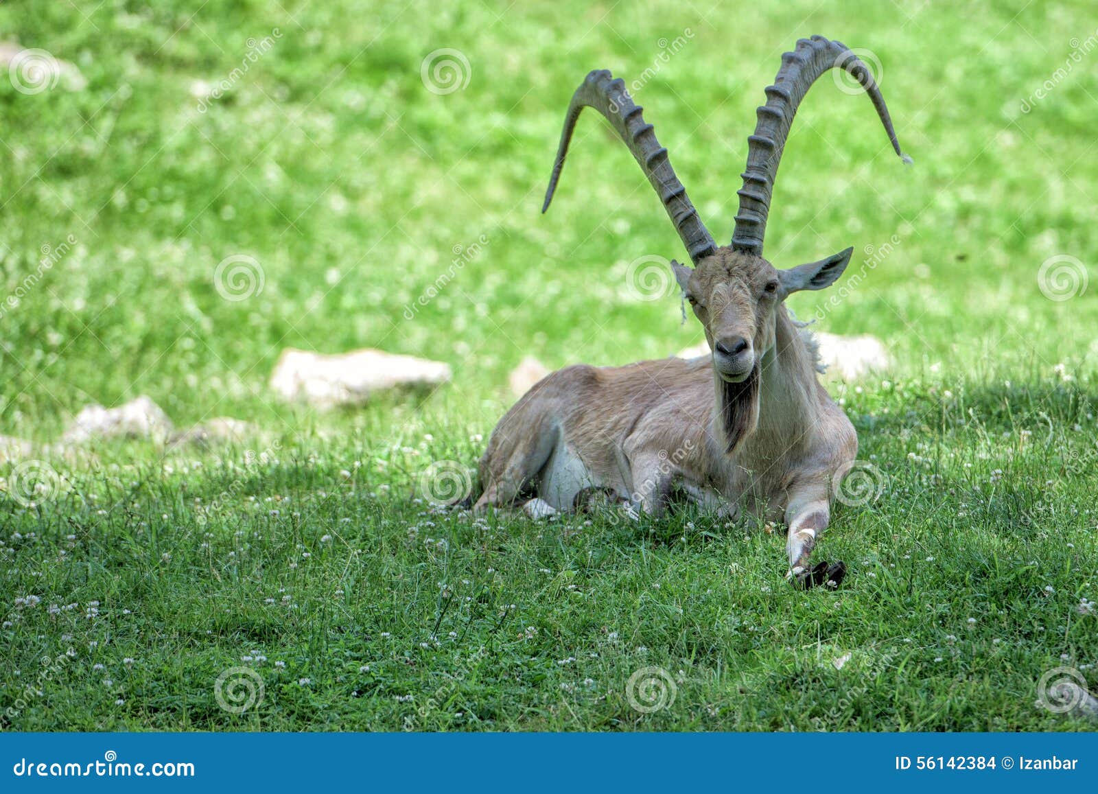 Deer Ibex Long Horn Sheep Steinbock Stock Photo - Image of endangered ...