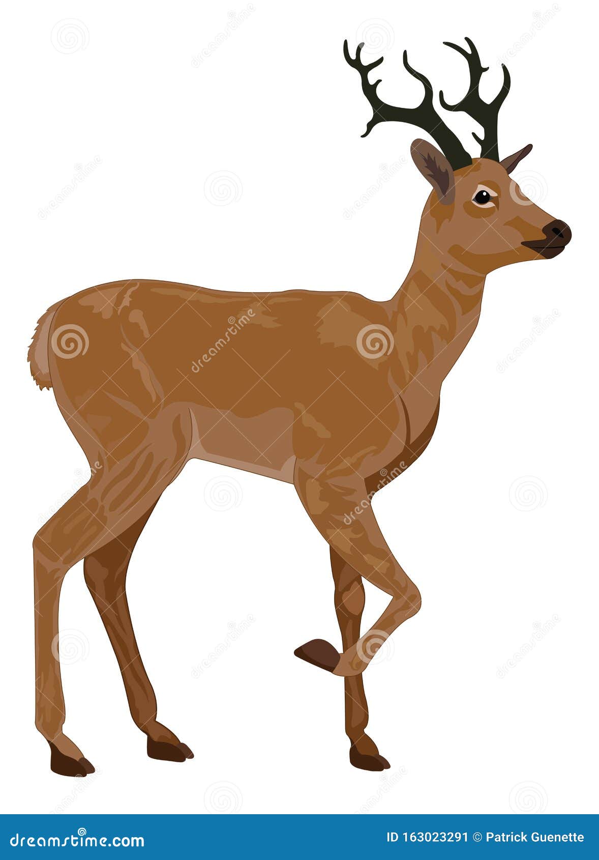 Brown Buck Deer Animal Vector Illustration Transparent Background ...