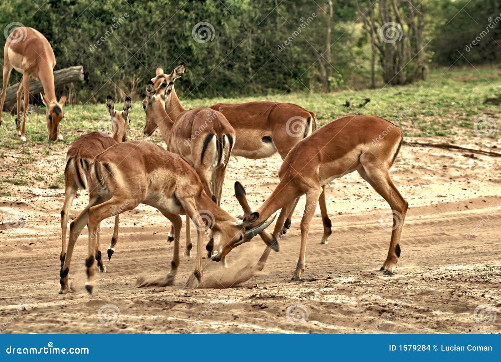 Deer, Impala Antelope Fighting Stock Photo - Image of animal ...