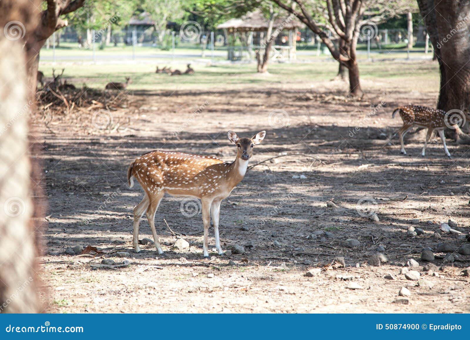 Deer inside Deer Park stock photo. Image of park, deer - 50874900