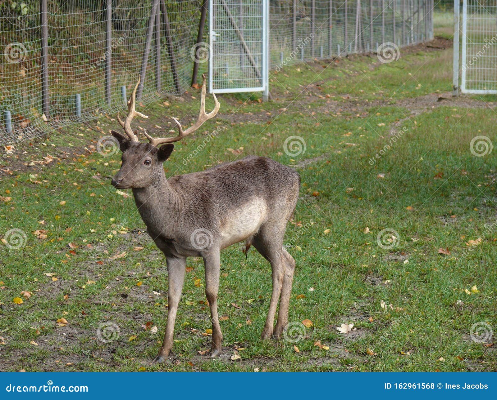 Deer inside an enclosure stock photo. Image of hunt - 162961568