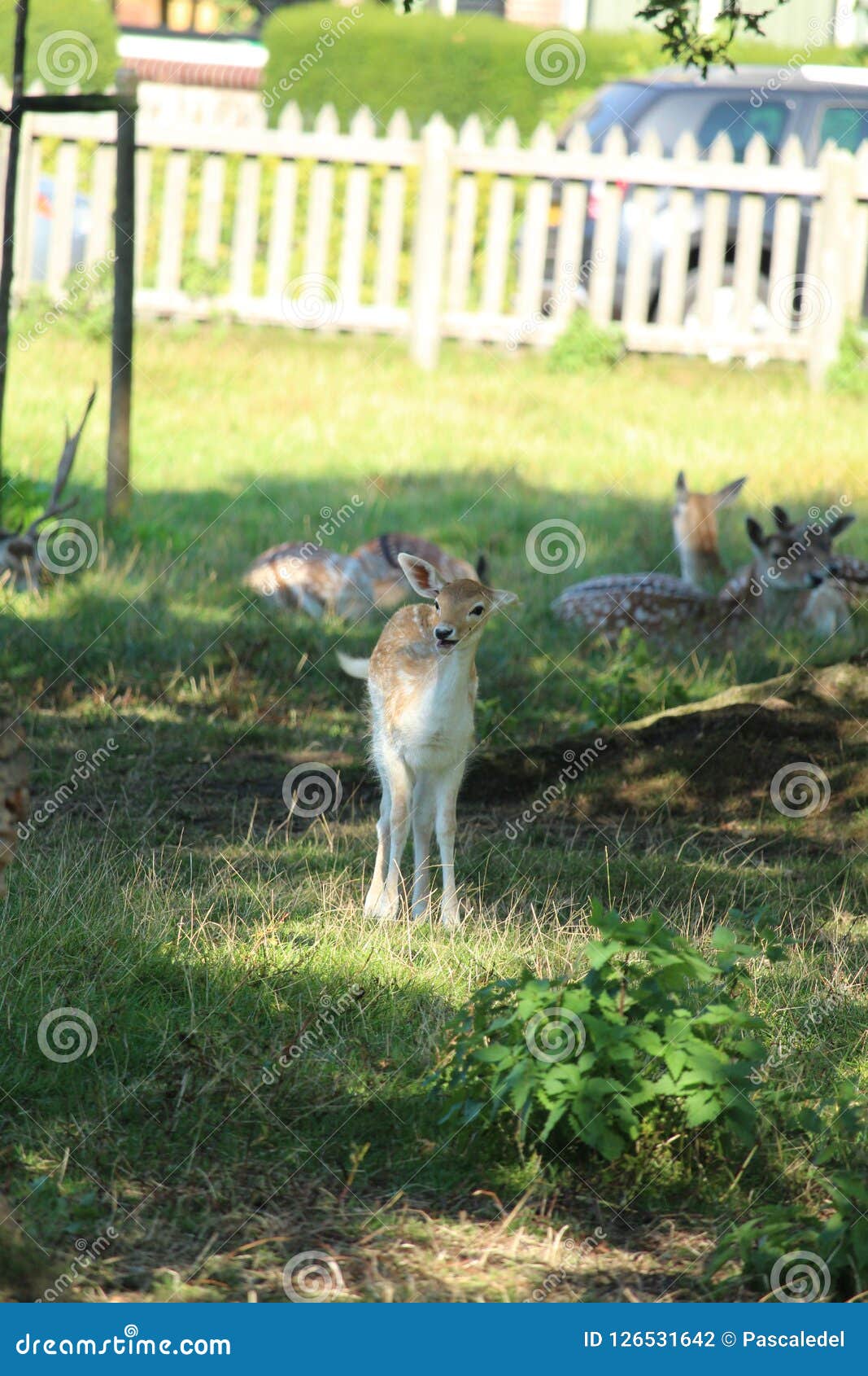 Deer in a Pasture stock photo. Image of wild, fawn, field - 126531642