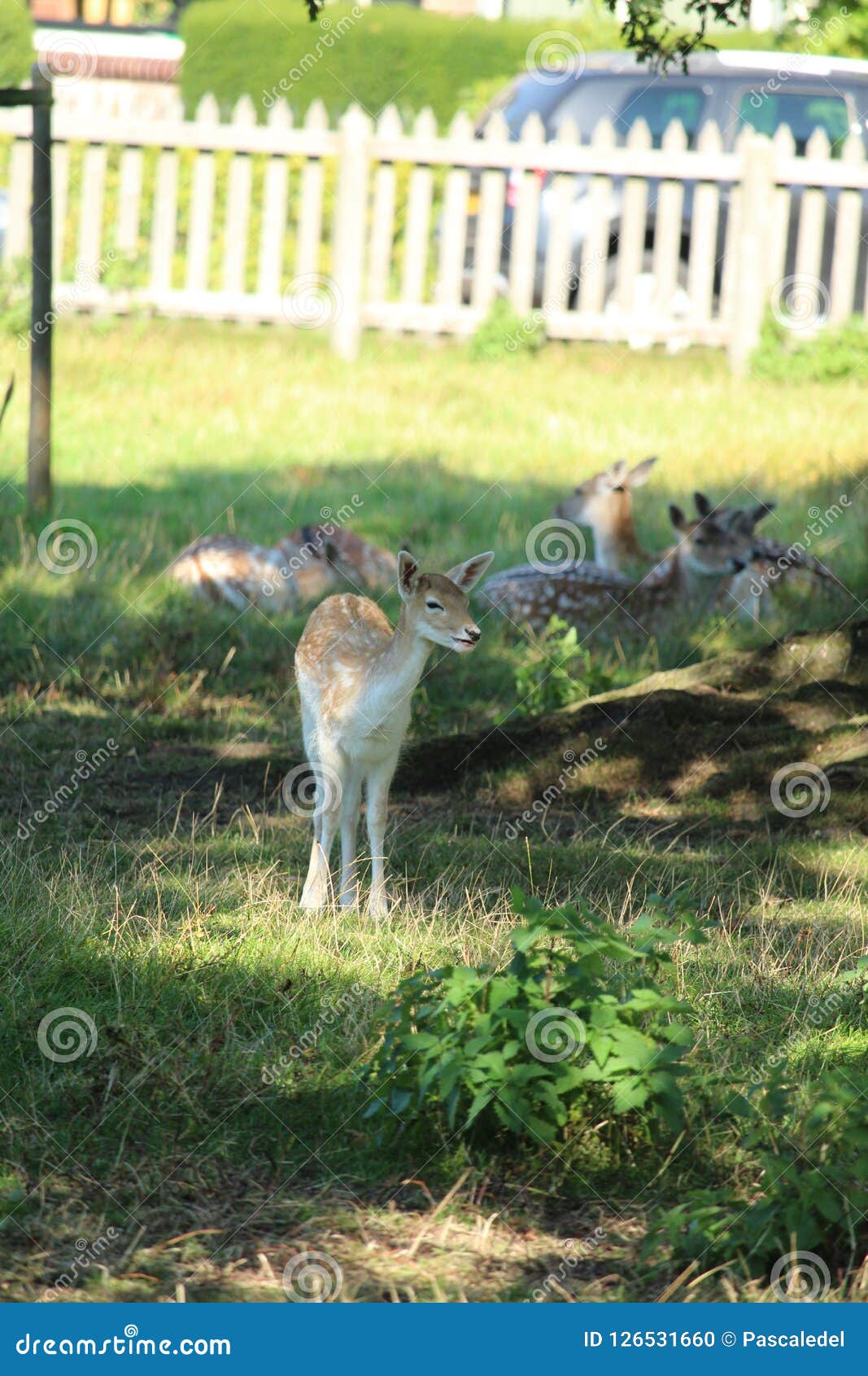 Deer in a Pasture stock photo. Image of stag, pasture - 126531660