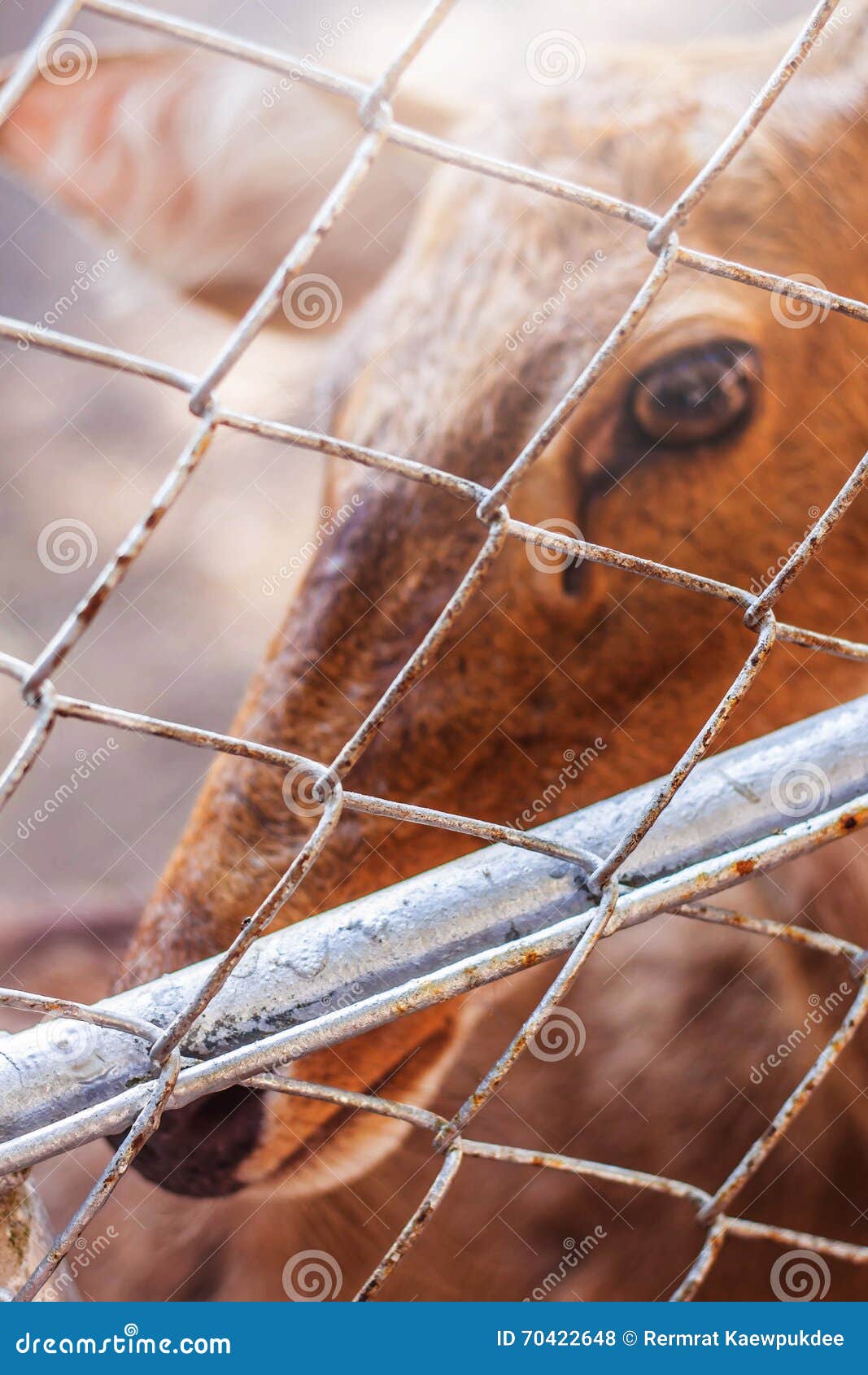 Deer inside a steel cage stock photo. Image of looking - 70422648