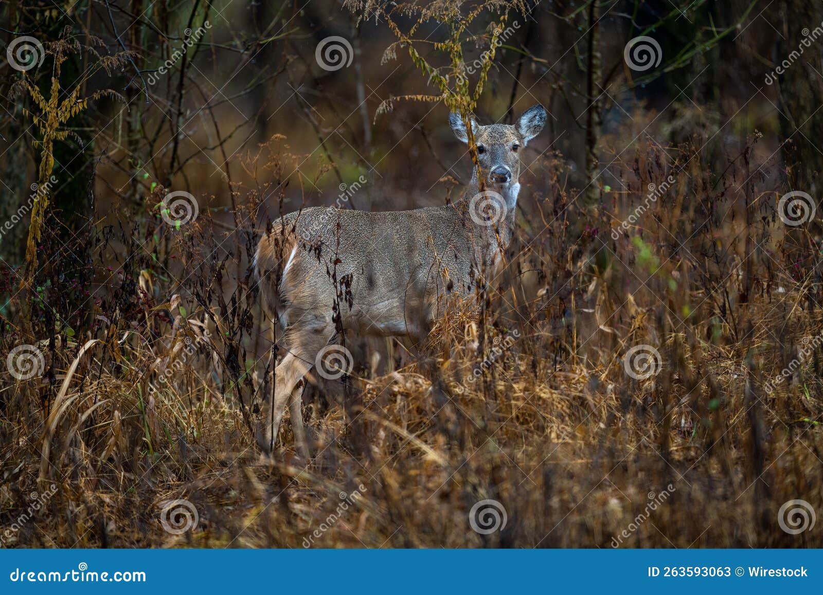 Deer in Its Natural Environment Stock Image - Image of fauna, mammal ...