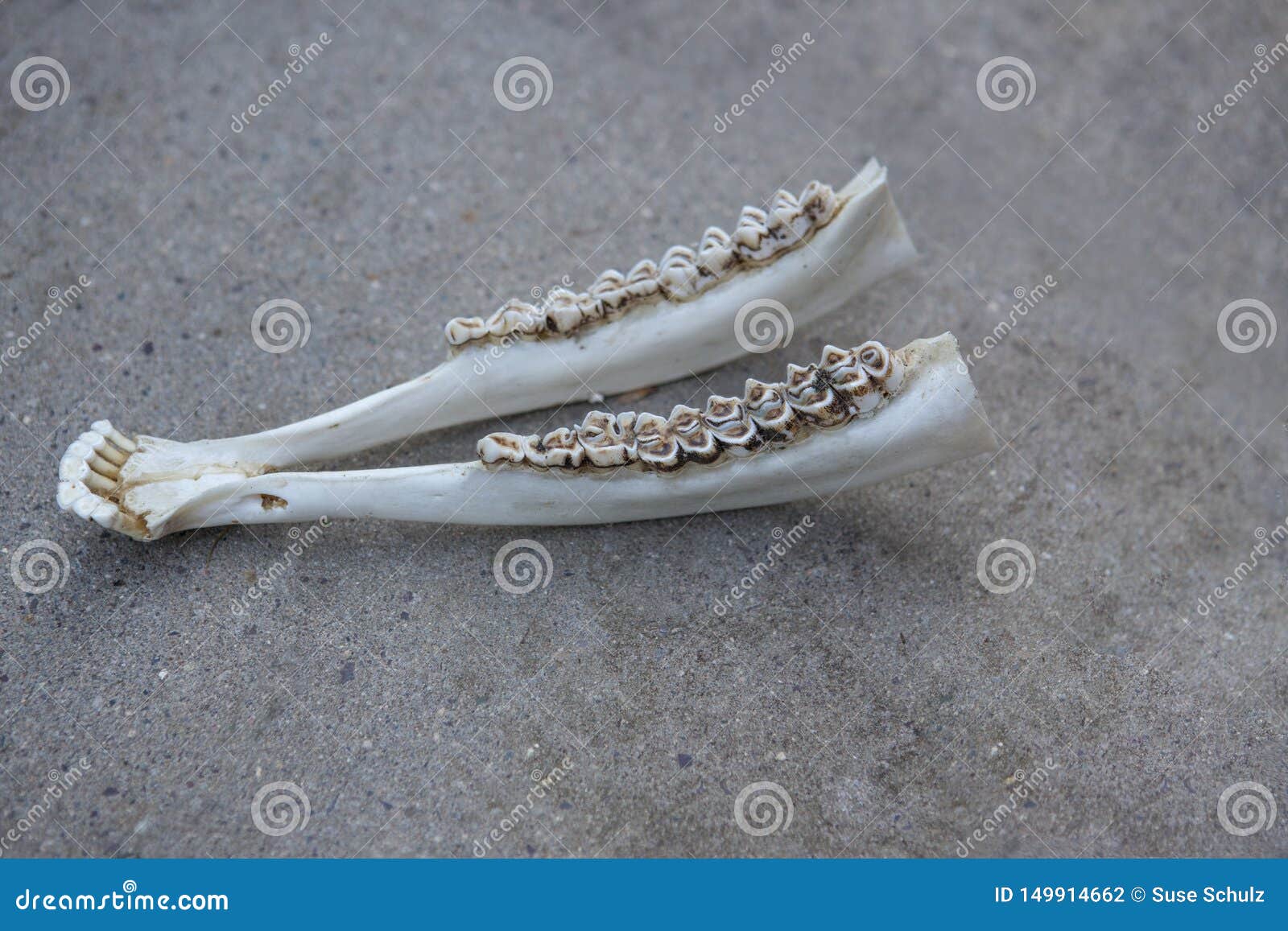 Deer Jaw Bone and Teeth. Object of the Hunting Season. Stock Photo ...