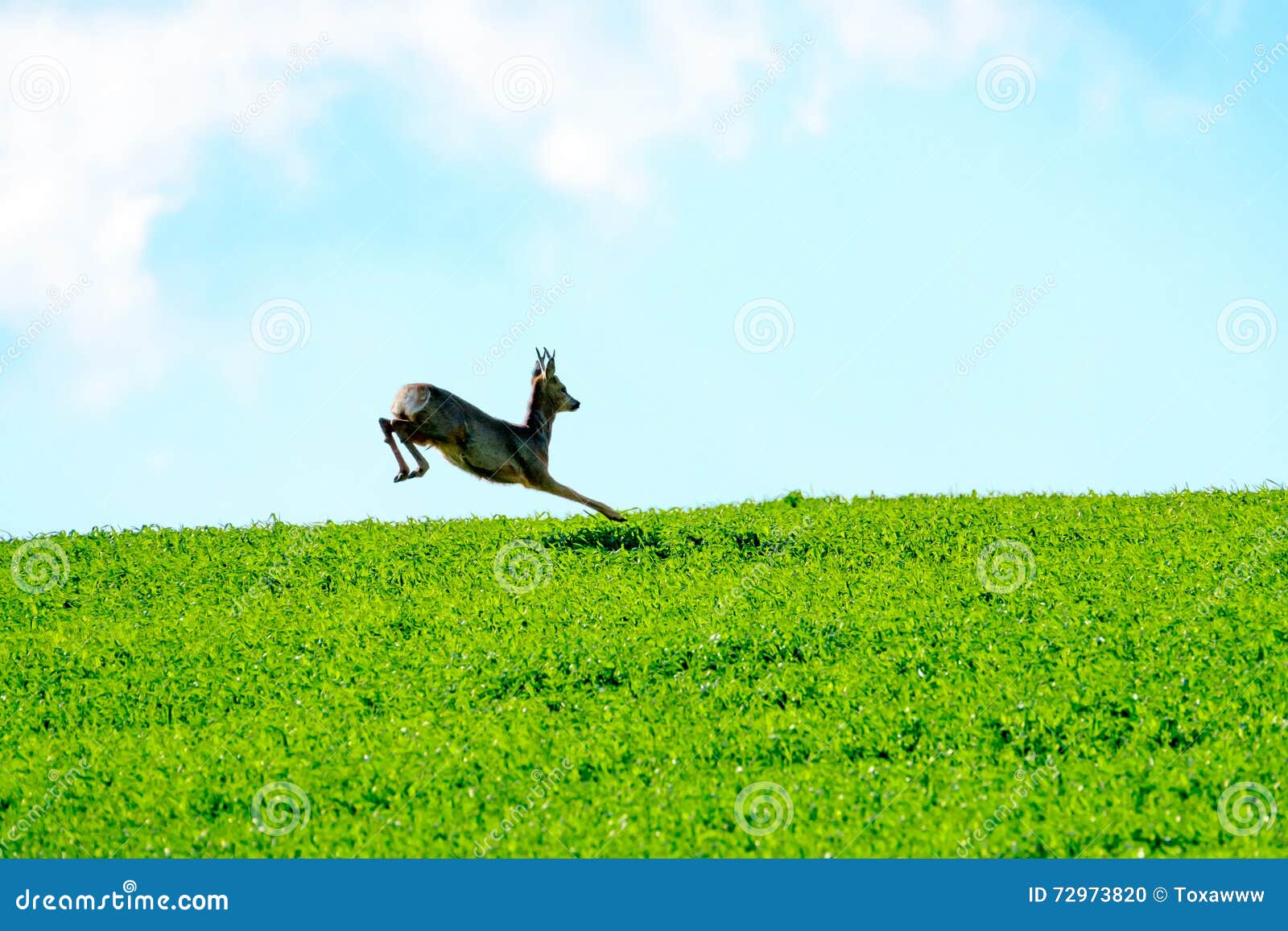 Deer jumps in a field stock photo. Image of landscape - 72973820