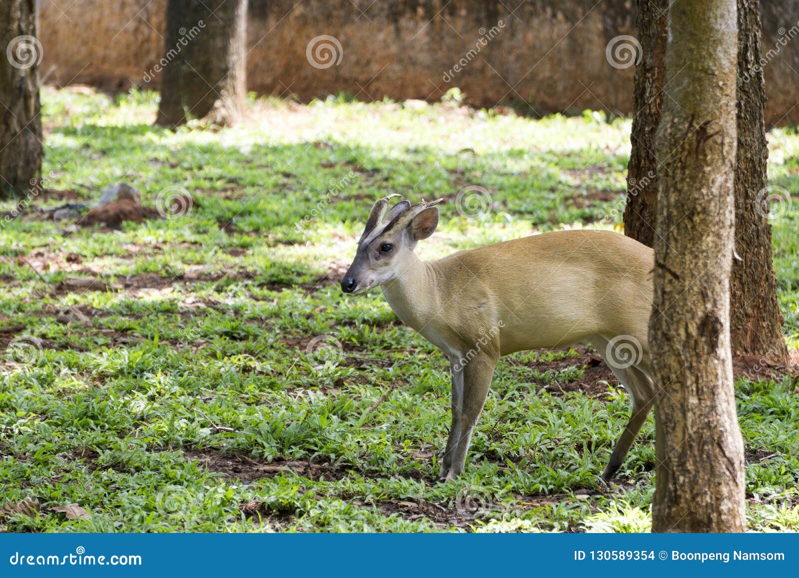 Deer in the jungle. stock photo. Image of mammal, beautiful - 130589354