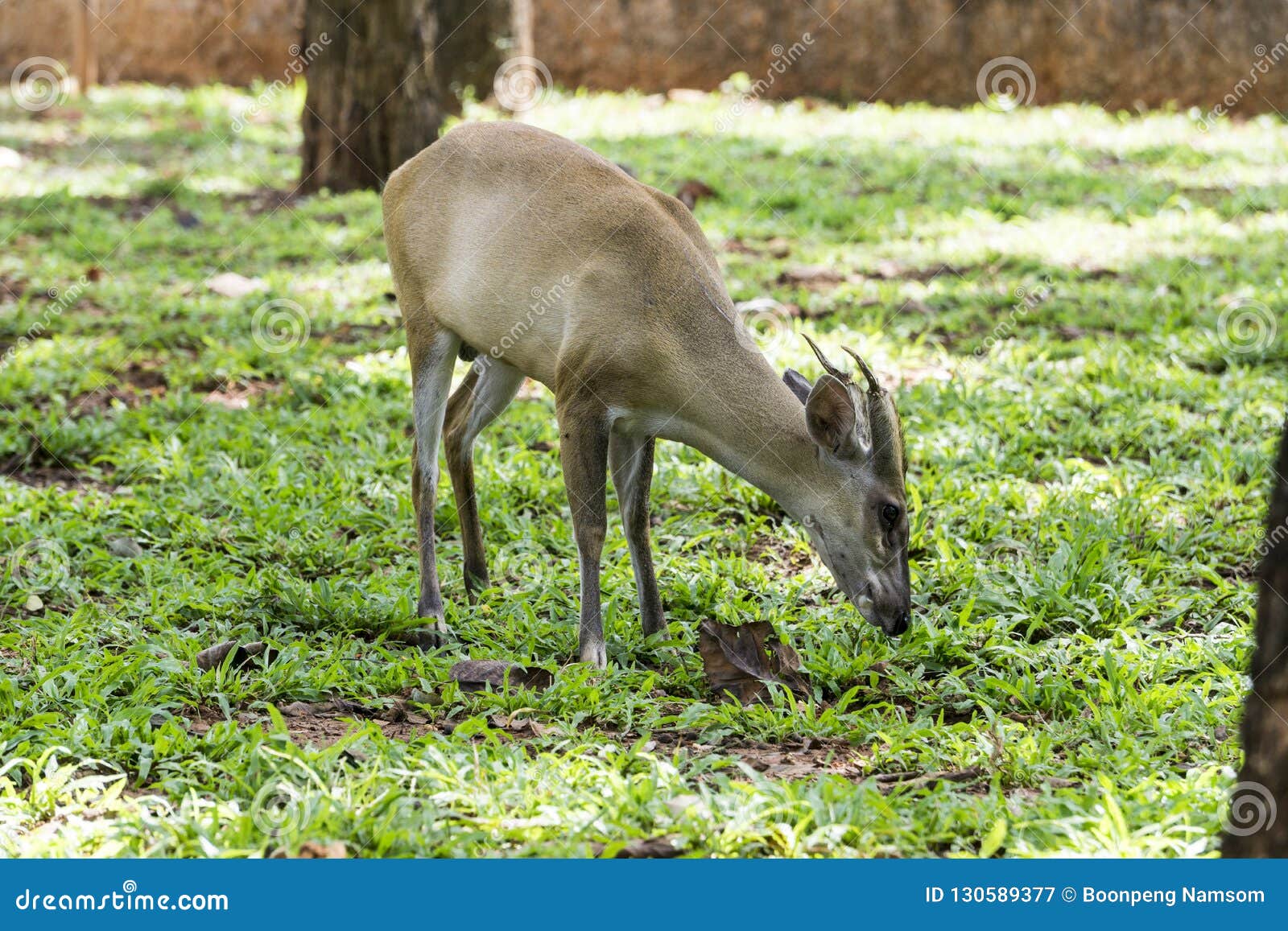 Deer in the jungle. stock image. Image of brown, green - 130589377