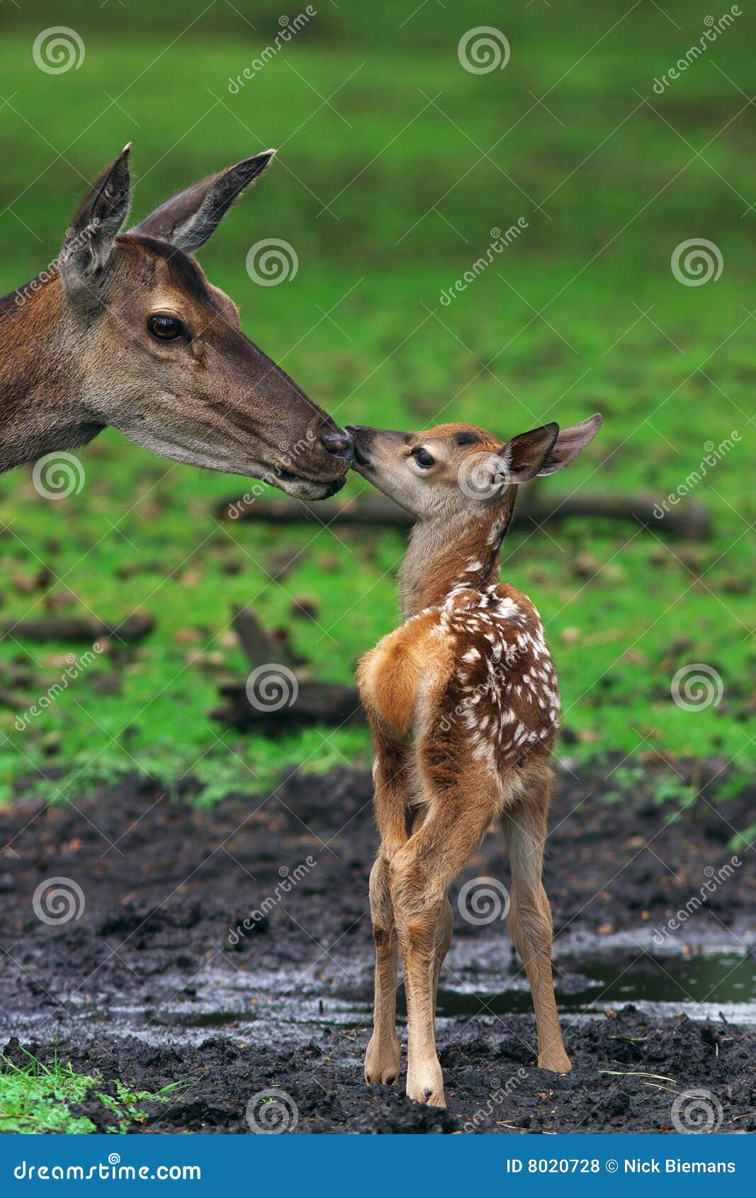 Deer with just born calf stock photo. Image of cute, nature - 8020728