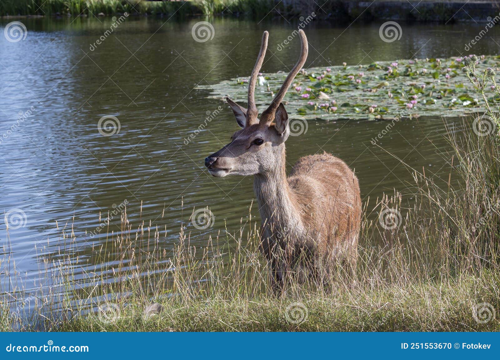 Deer Keeping Cool in Summer Stock Photo - Image of field, enjoying ...