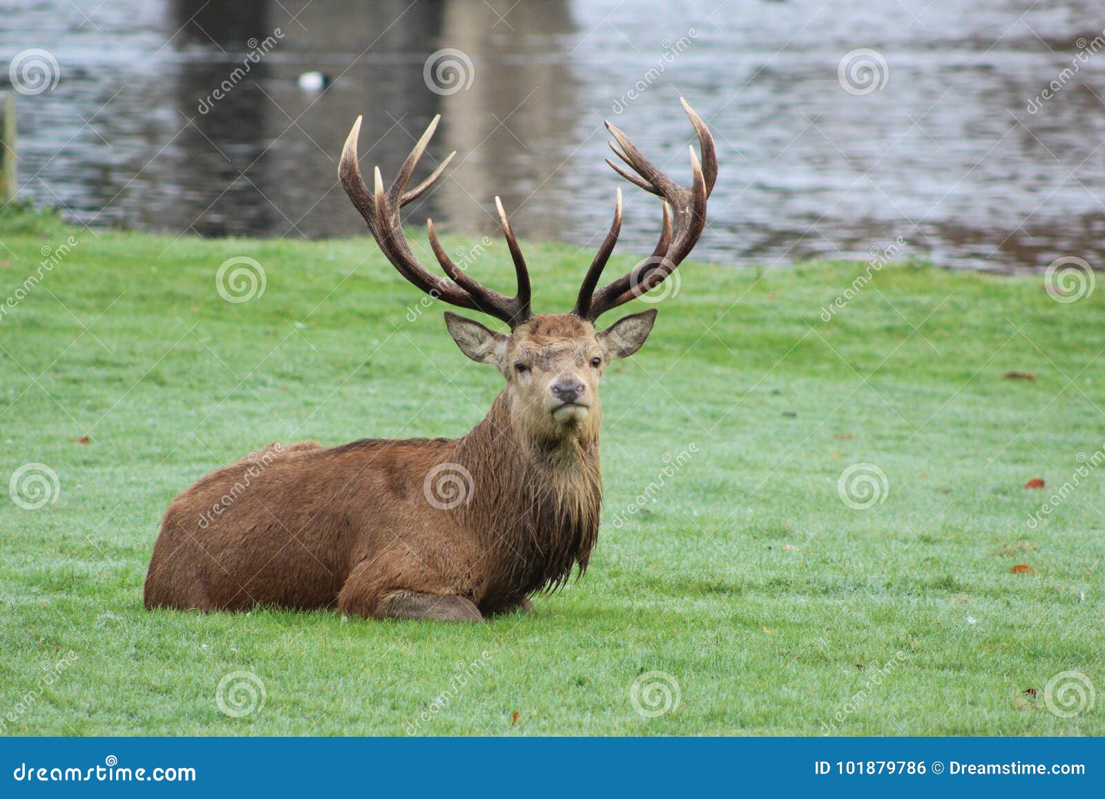 Derpy Derp Sheep Face On Royalty-Free Stock Image | CartoonDealer.com ...
