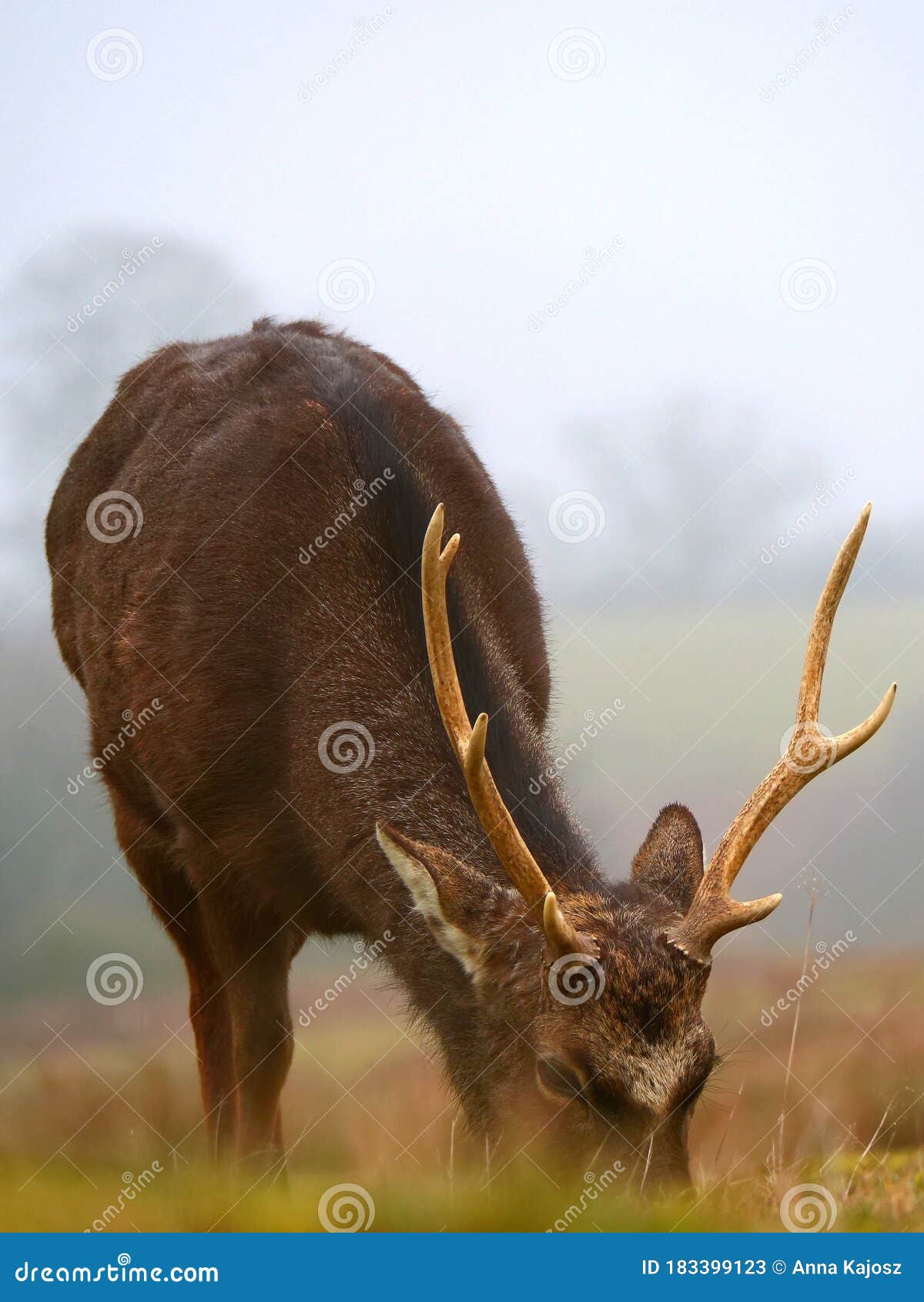 Deer in Knole Park stock image. Image of animal, knolepark - 183399123
