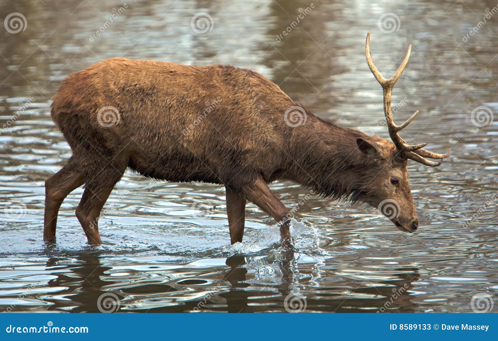 Deer in lake stock image. Image of side, paddling, view - 8589133