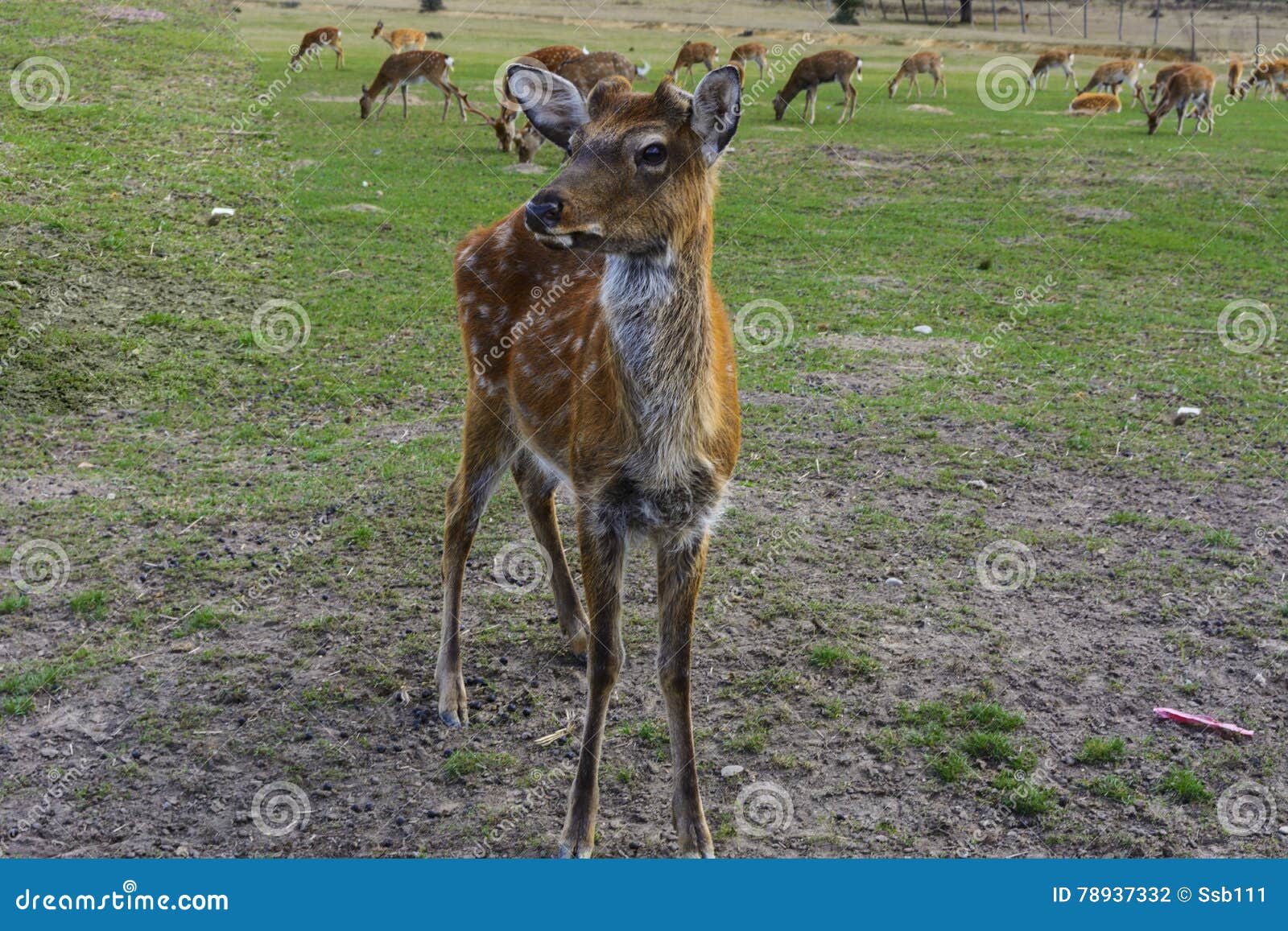 Large Set Of Animals Stock Image | CartoonDealer.com #64832683