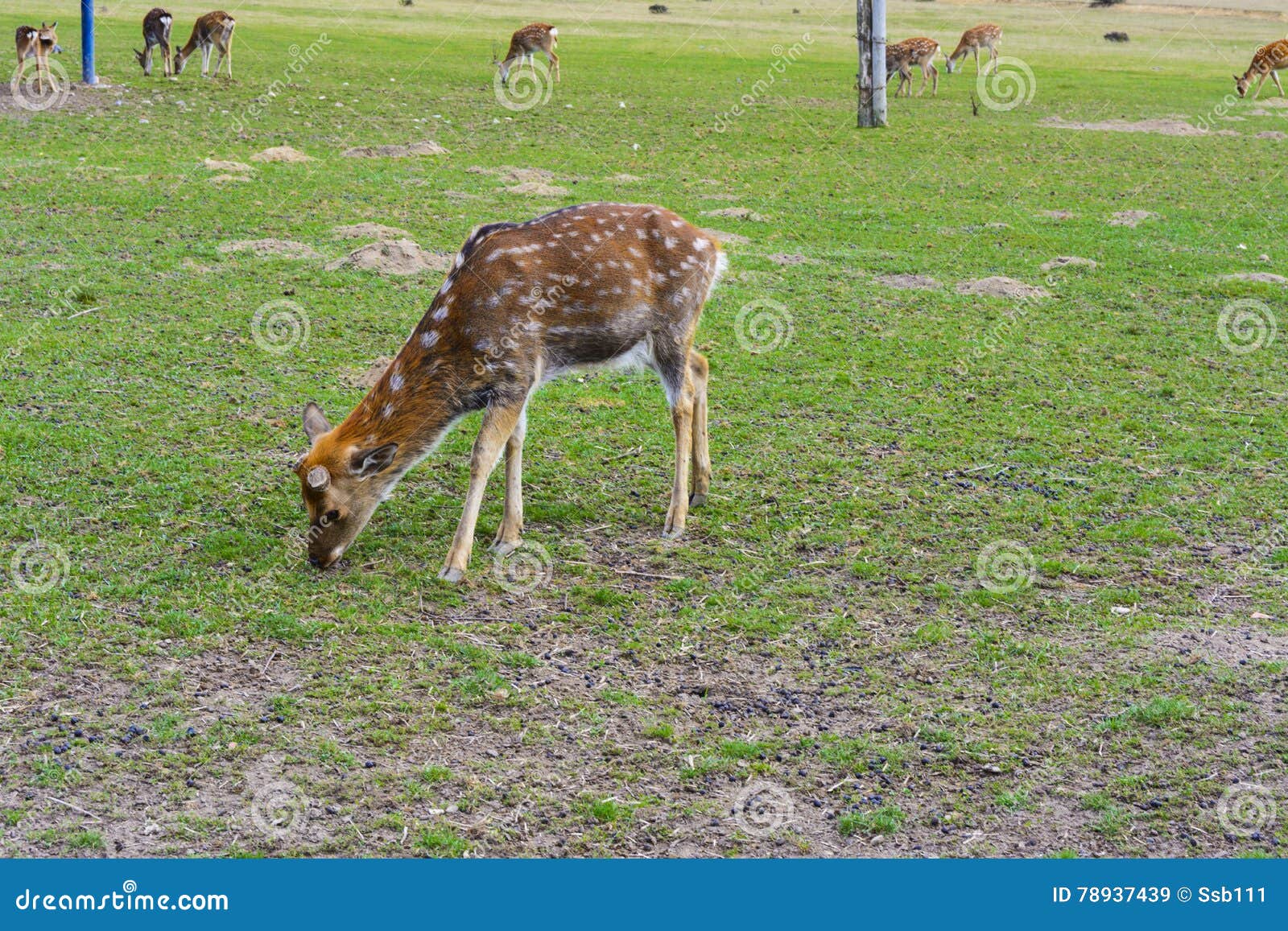Deer - Large Animals with an Elegant Body Stock Image - Image of cute ...