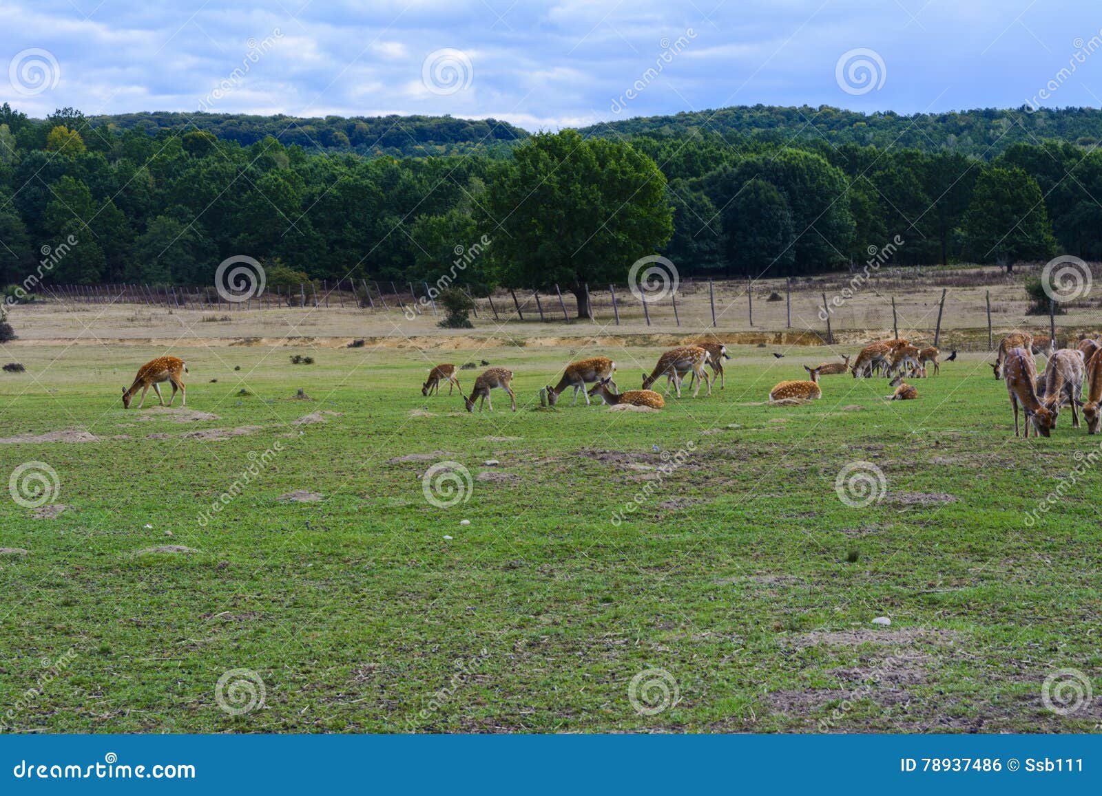 Large Set Of Animals Stock Image | CartoonDealer.com #64832683