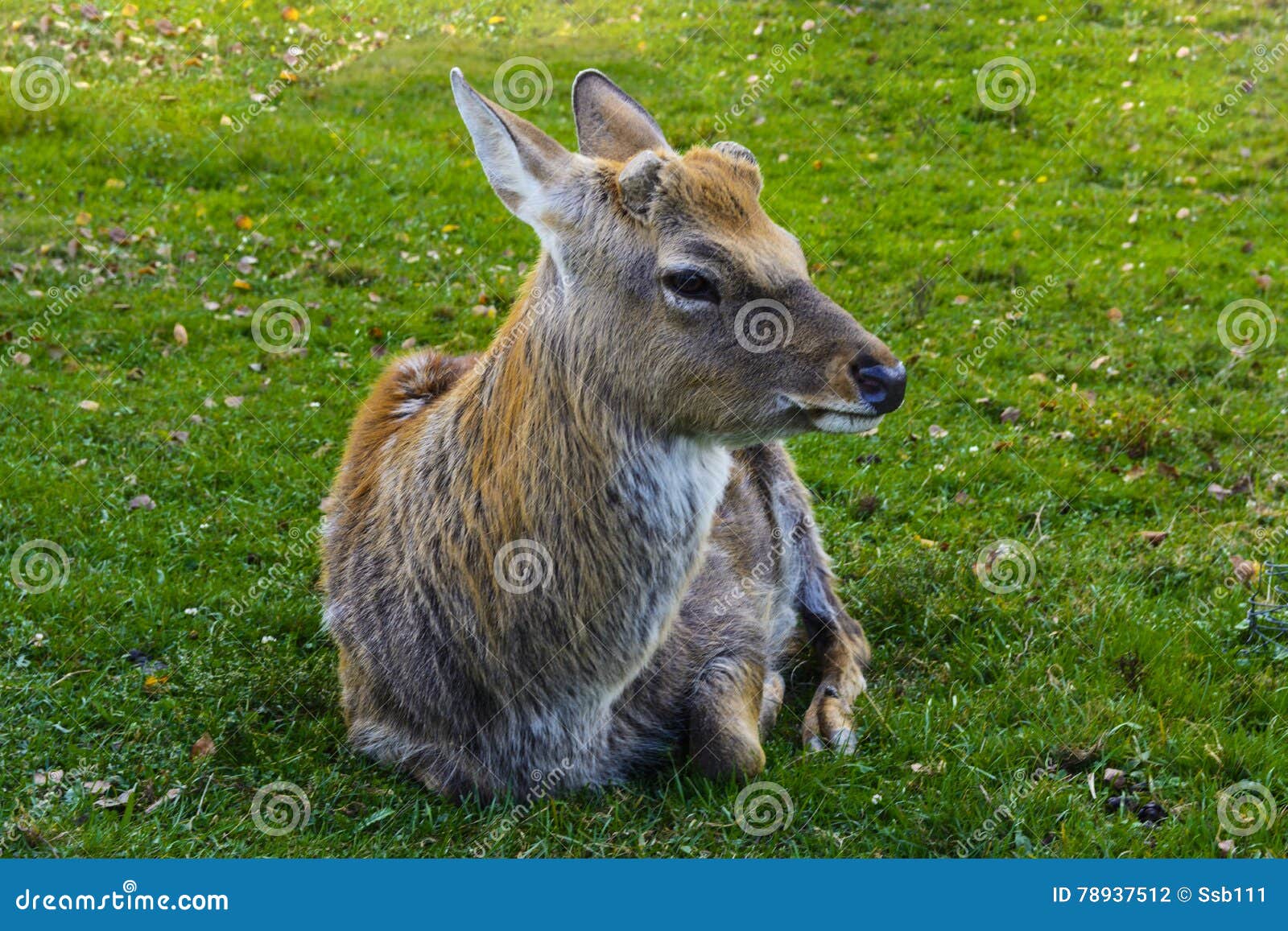 Large Set Of Animals Stock Image | CartoonDealer.com #64832683