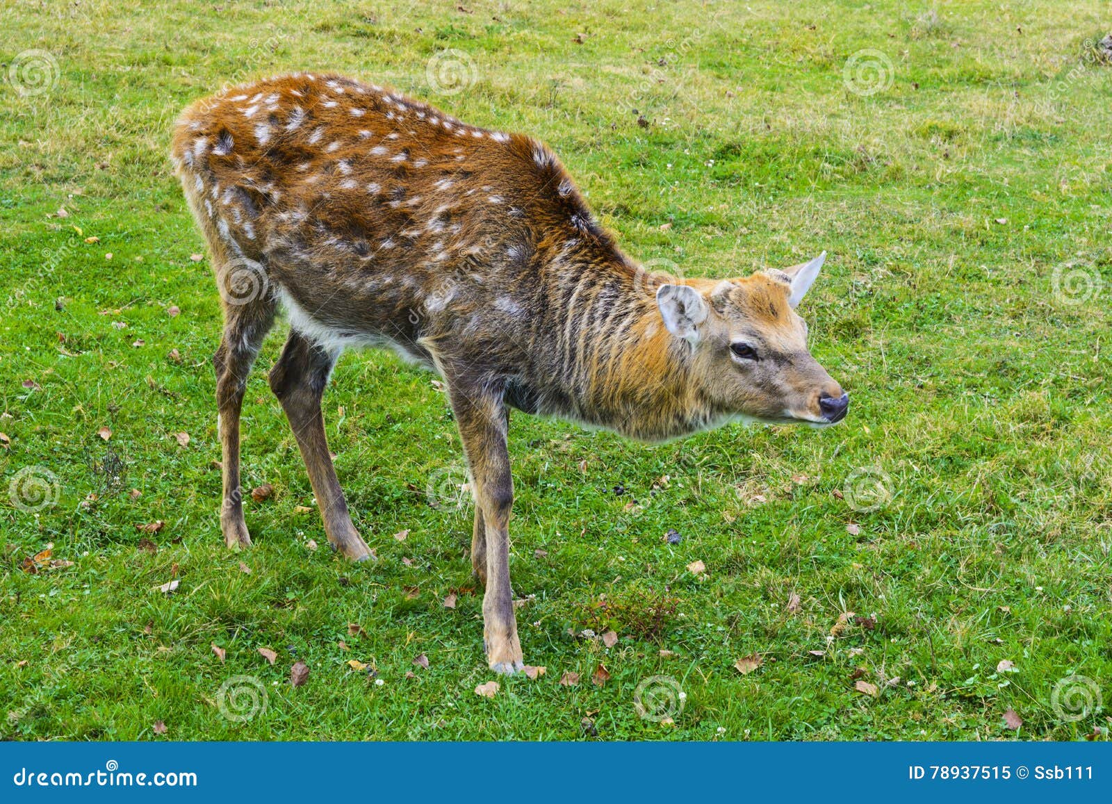 Large Set Of Animals Stock Image | CartoonDealer.com #64832683