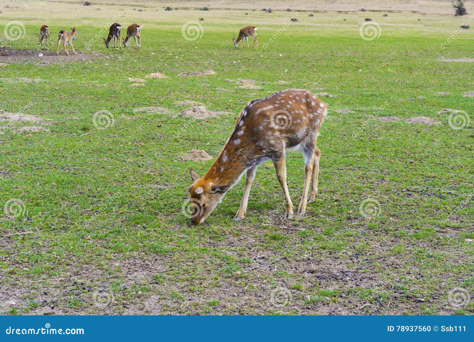 Large Set Of Animals Stock Image | CartoonDealer.com #64832683