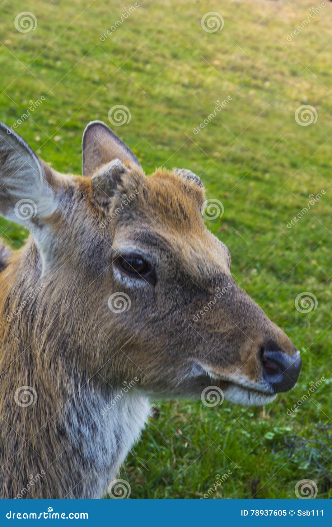 Deer - Large Animals with an Elegant Body Stock Image - Image of autumn ...